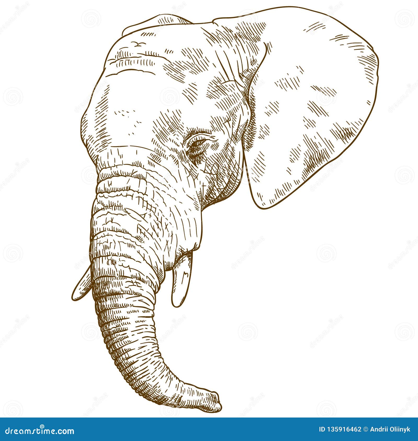 African Elephant Head Drawings