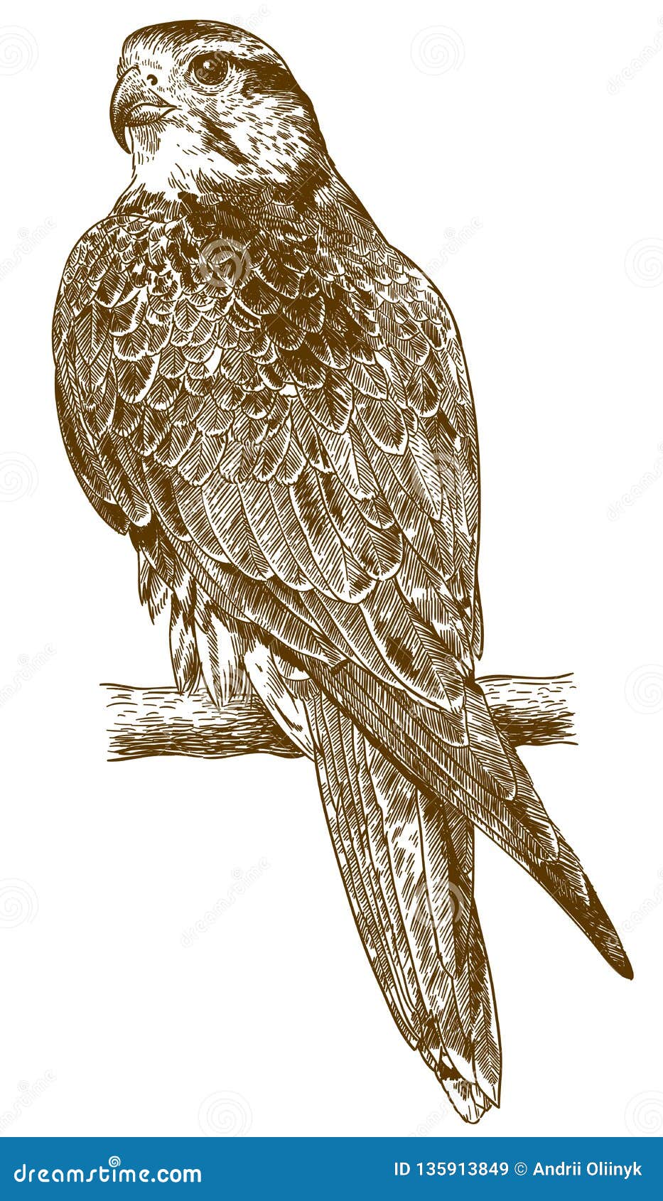 Engraving Drawing Illustration Of Falcon Cartoon Vector | CartoonDealer ...