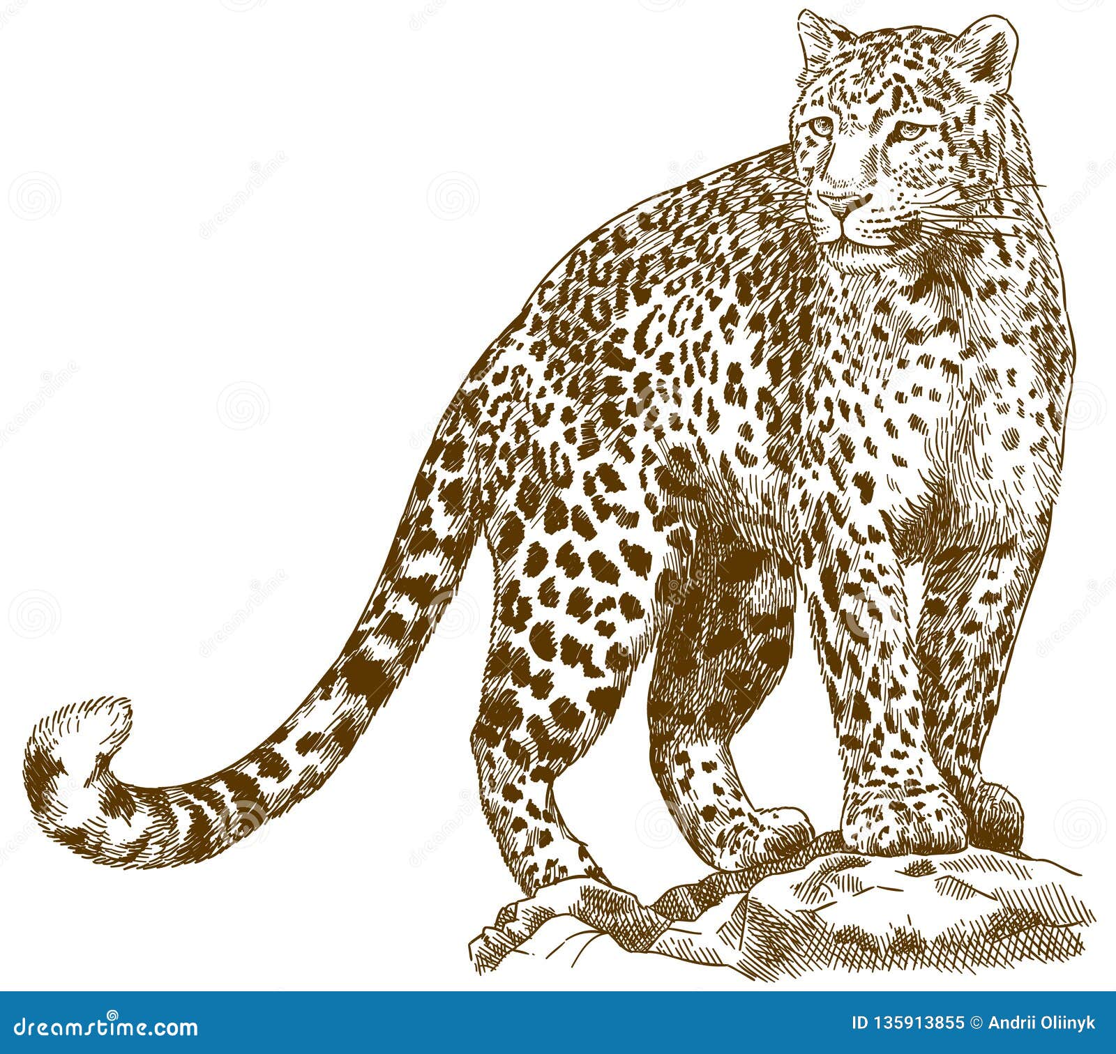 Drawing Leopard Stock Illustrations – 14,539 Drawing Leopard Stock ...