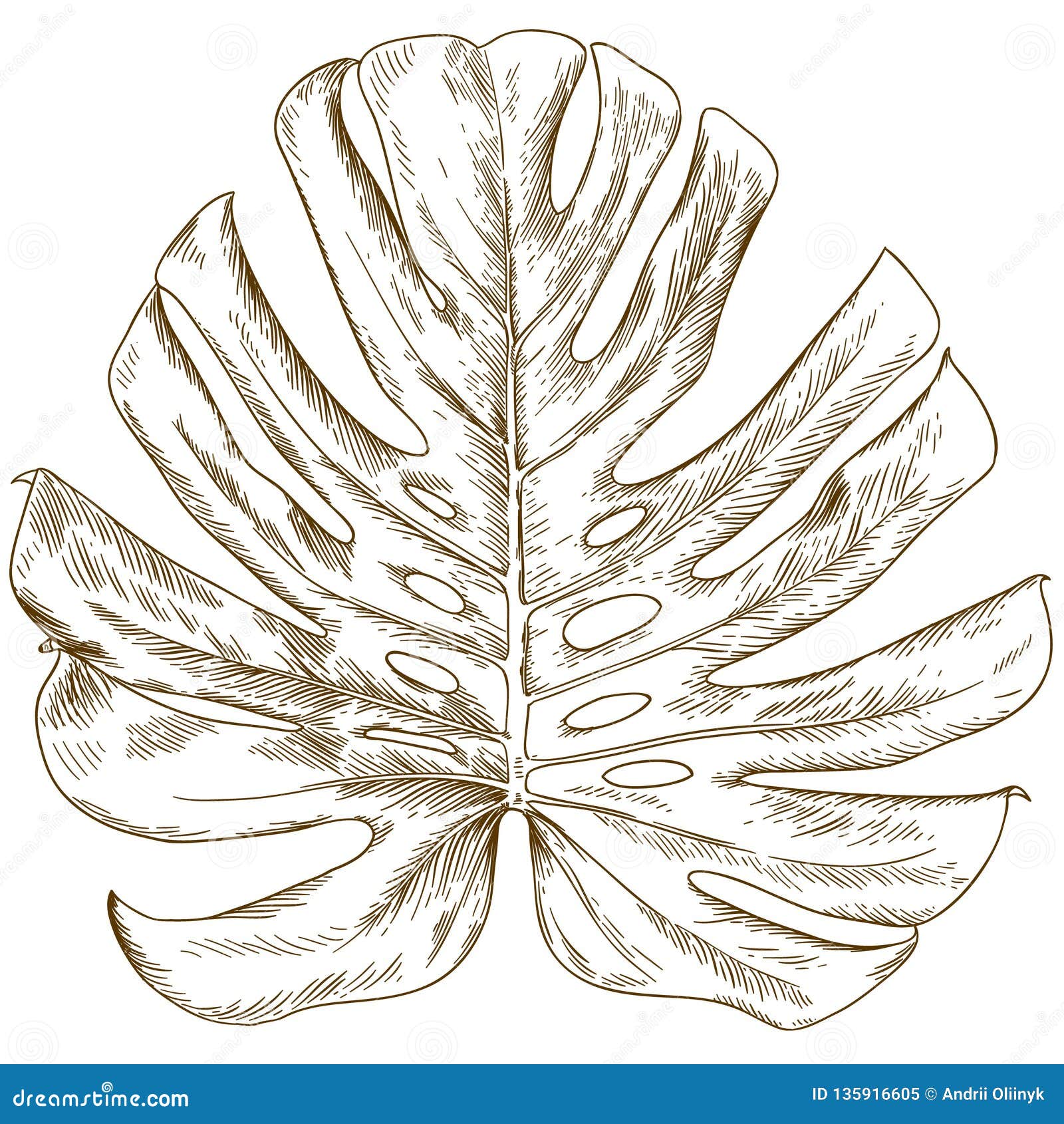 Engraving Drawing Illustration of Monstera Leaf Stock Vector ...