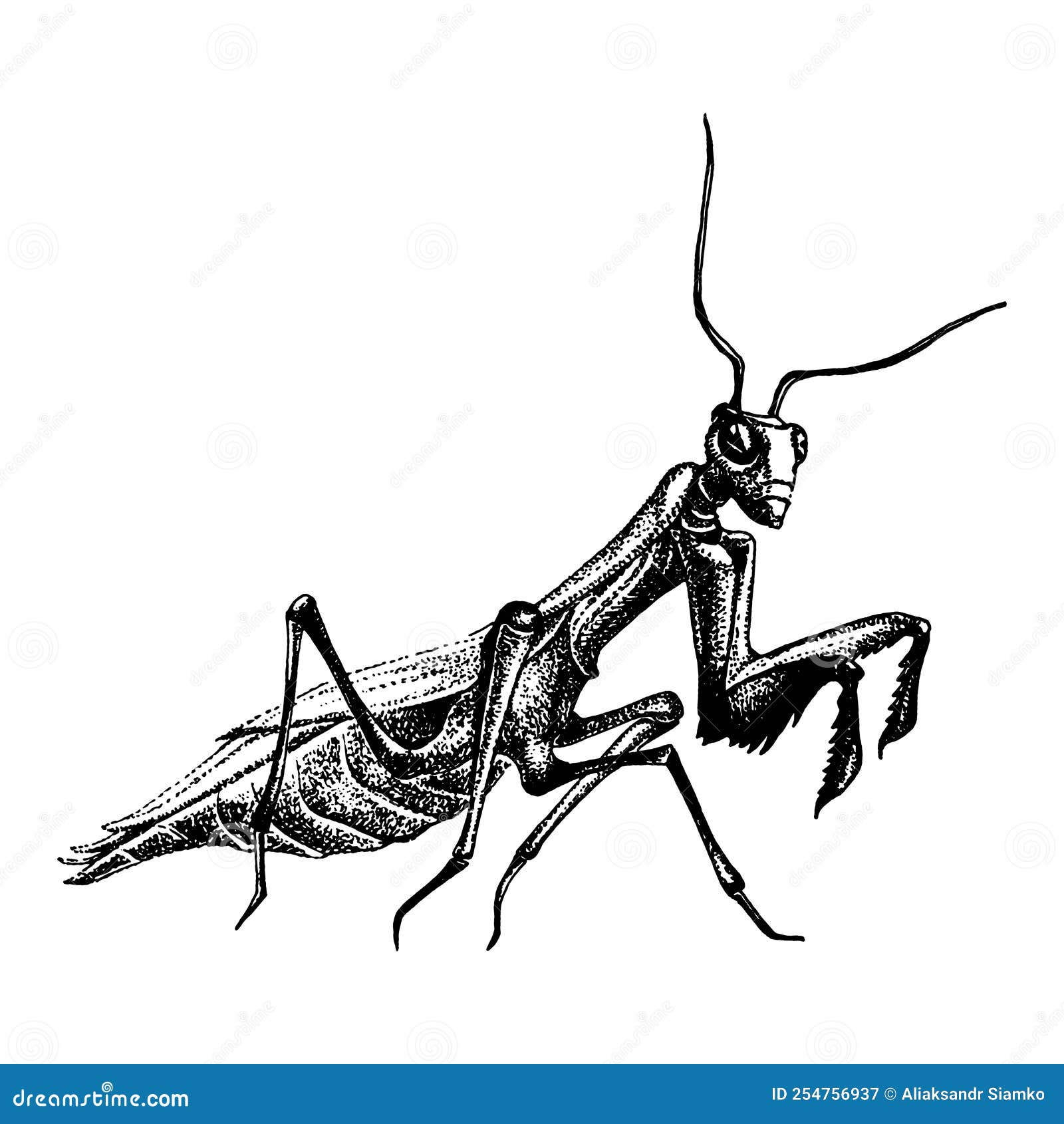 Praying Mantis Scientific Illustration