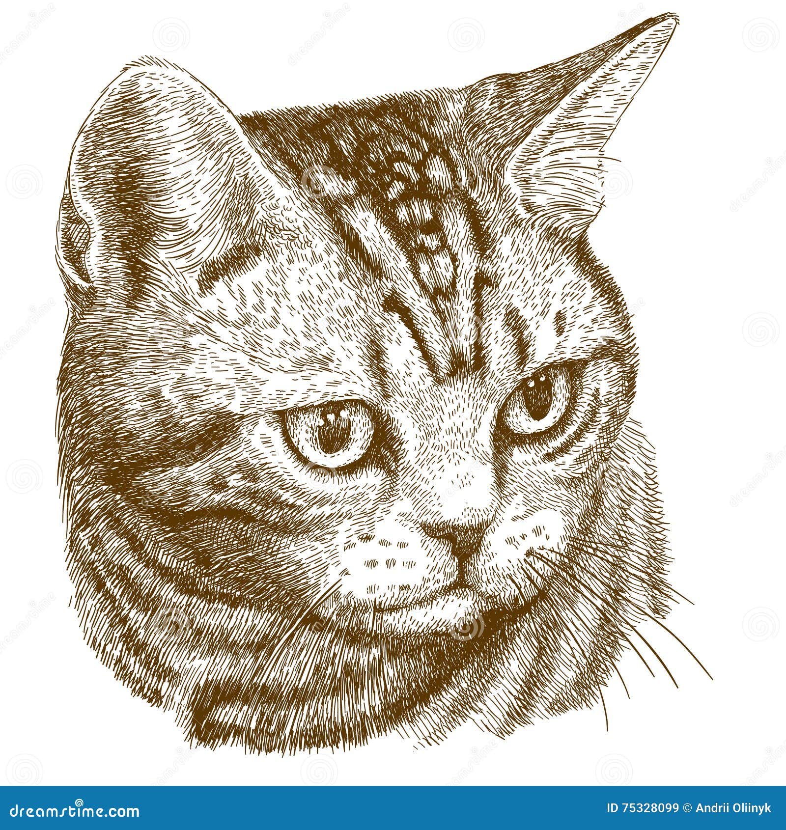 Engraving Cat Stock Illustrations – 3,269 Engraving Cat Stock ...