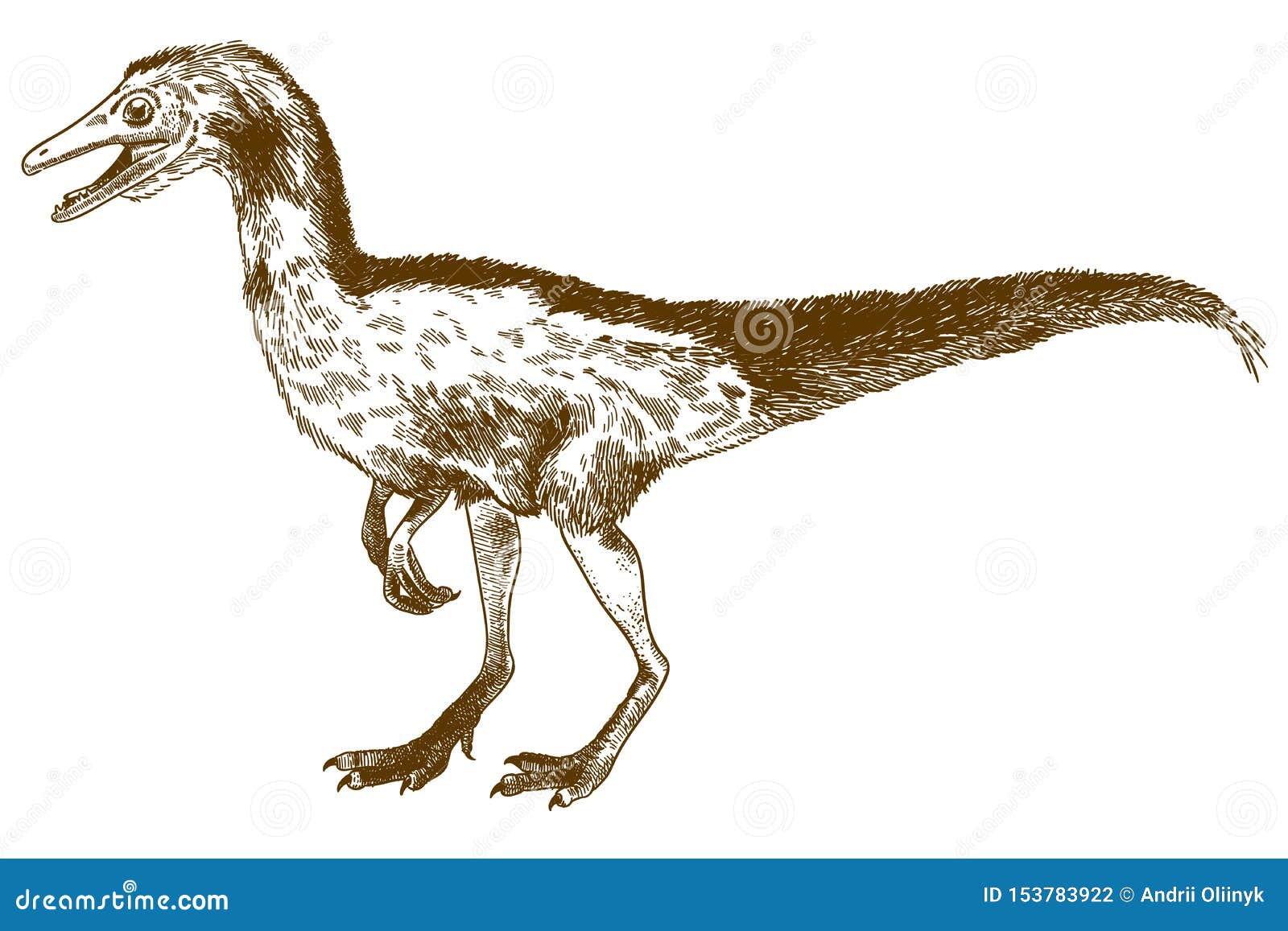 Engraving Illustration of Compsognathus Longipes Stock Vector ...