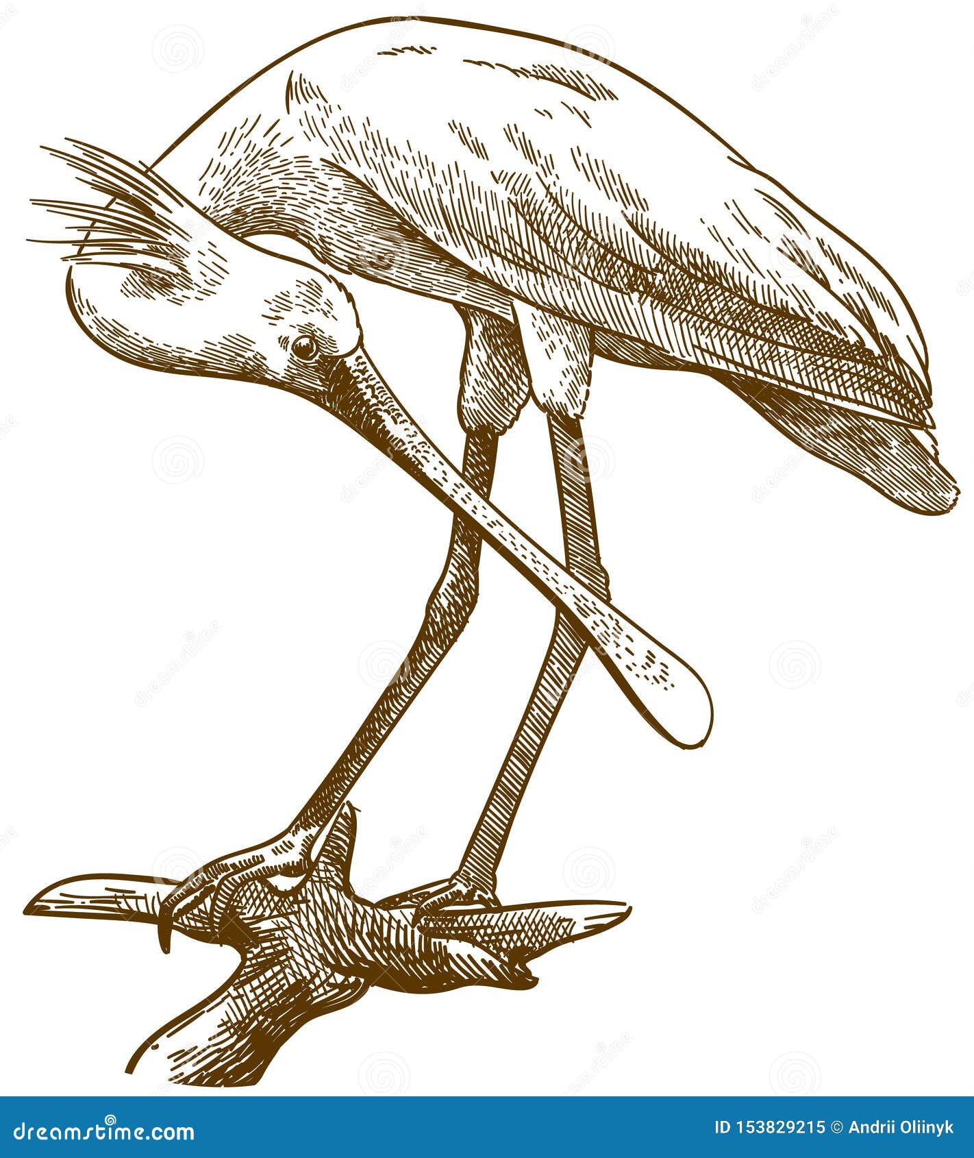 Eurasian Spoonbill Illustration, Drawing, Engraving, Ink, Line Art ...