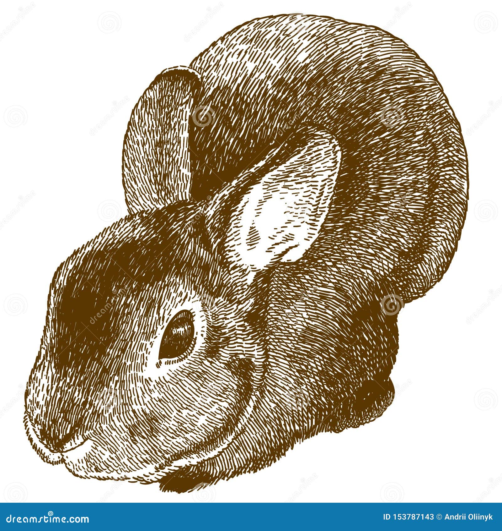 Engraving Illustration of Fluffy Bunny Stock Vector - Illustration of ...
