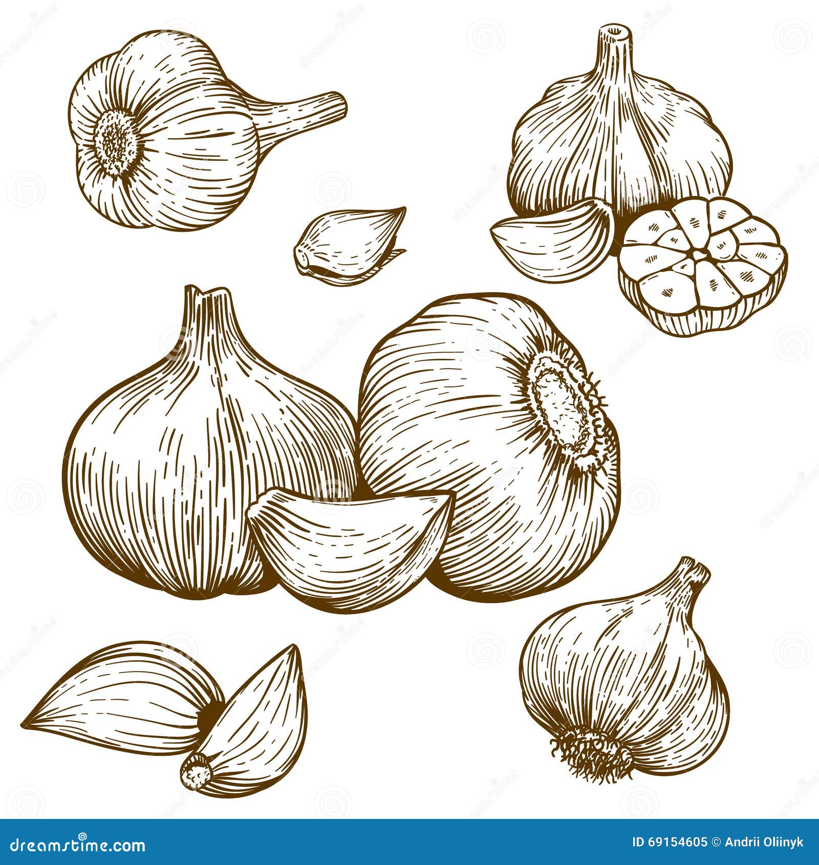 Garlic Vector Illustration | CartoonDealer.com #12704152
