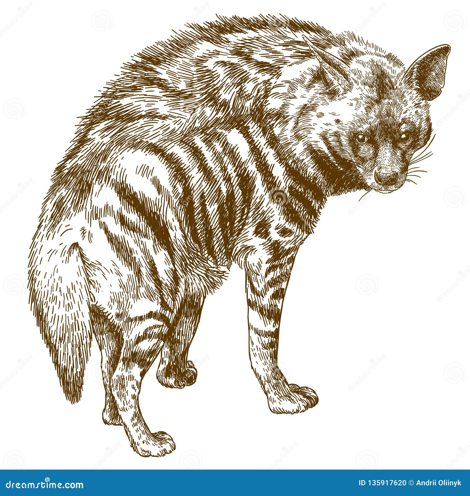 Engraving Illustration of Hyena Stock Vector - Illustration of hyena ... Engraving Illustration of Hyena Stock Vector - Illustration of hyena ...