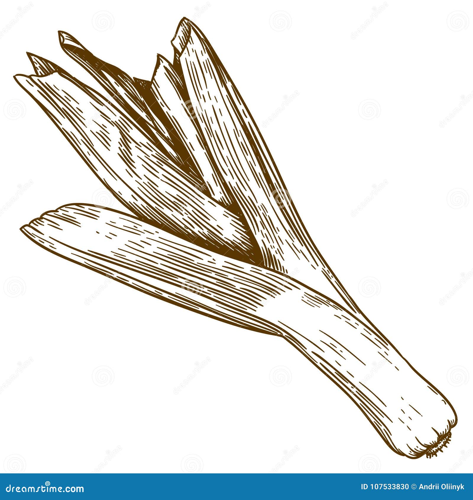 Engraving Illustration of Leek Stock Vector - Illustration of diet ...