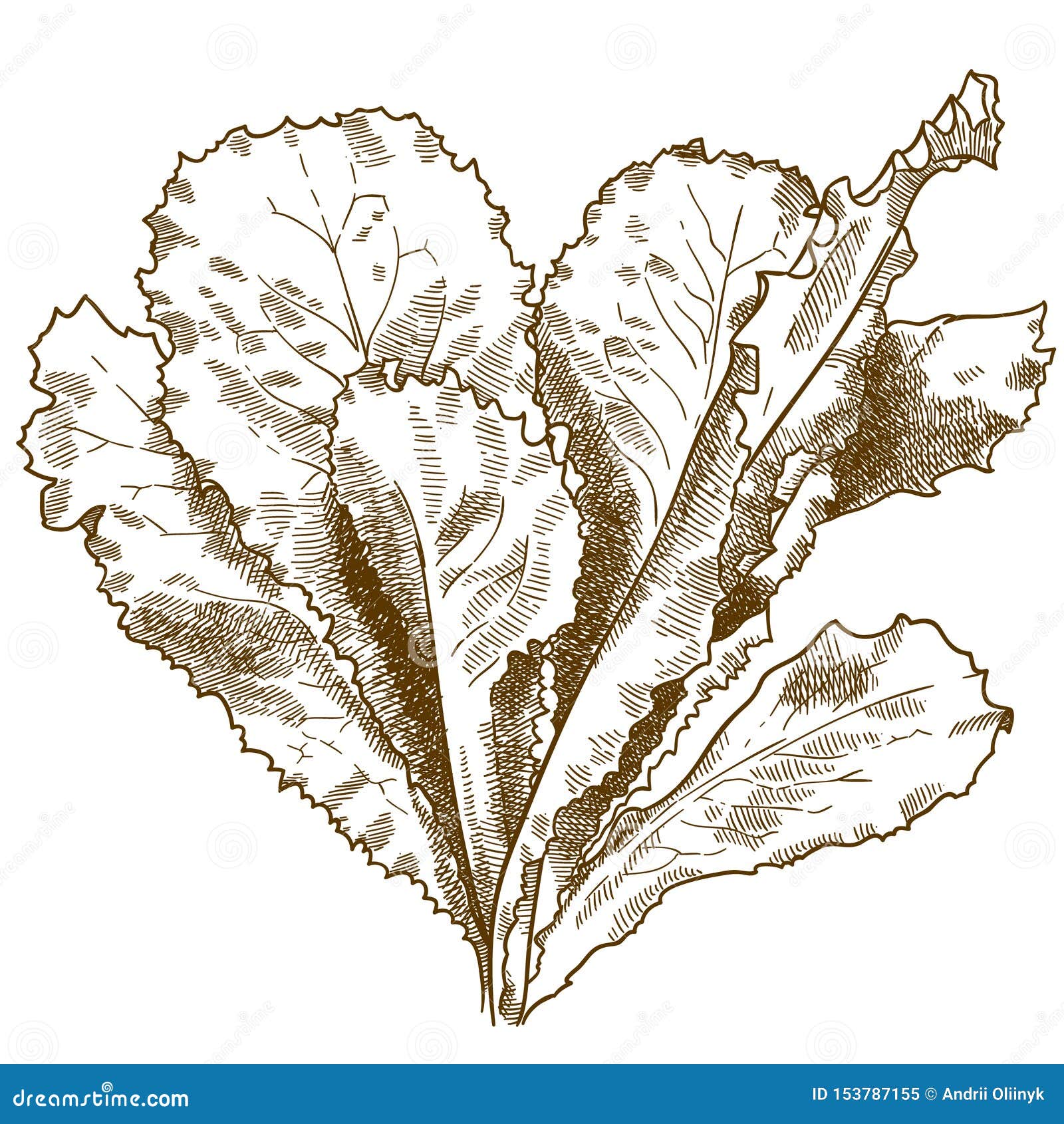 Lettuce, Salad Illustration, Drawing, Engraving, Line Art, Vegetable ...