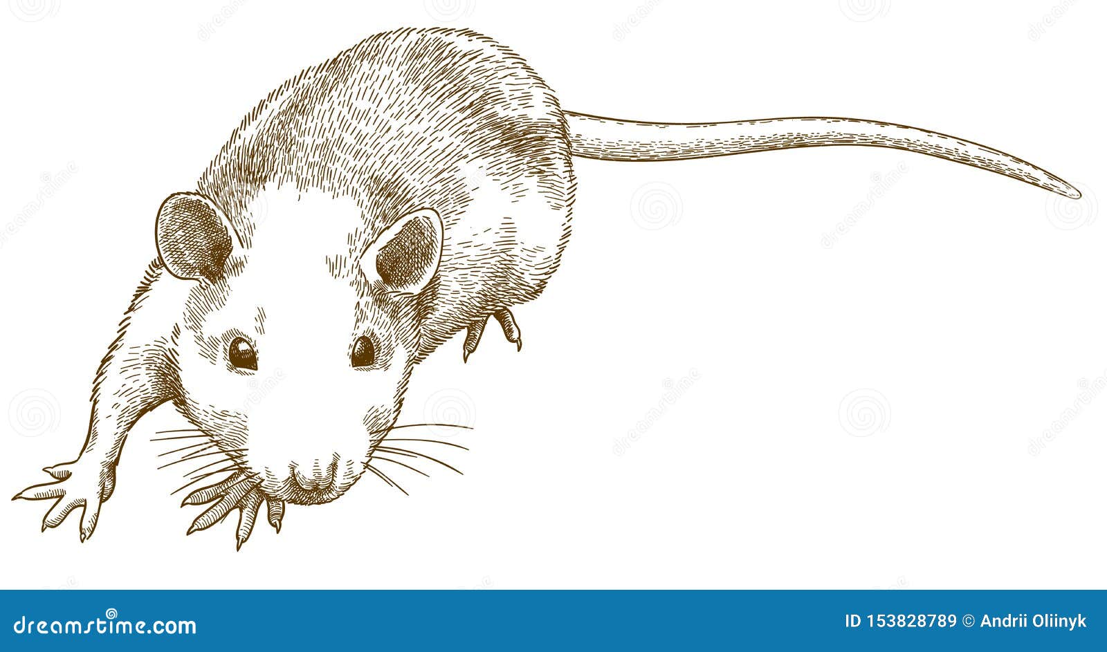 Engraving Mouse Stock Illustrations – 668 Engraving Mouse Stock ...