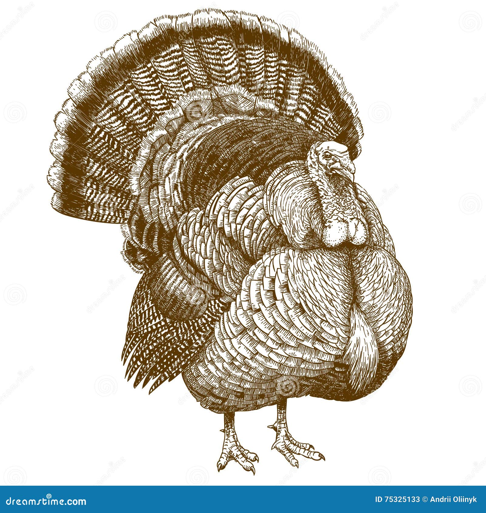 Engraving Illustration of Turkey Stock Vector - Illustration of white ...