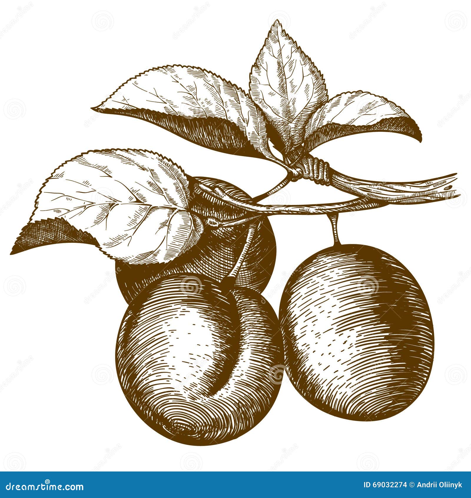 Plum Vector Illustration | CartoonDealer.com #15348810