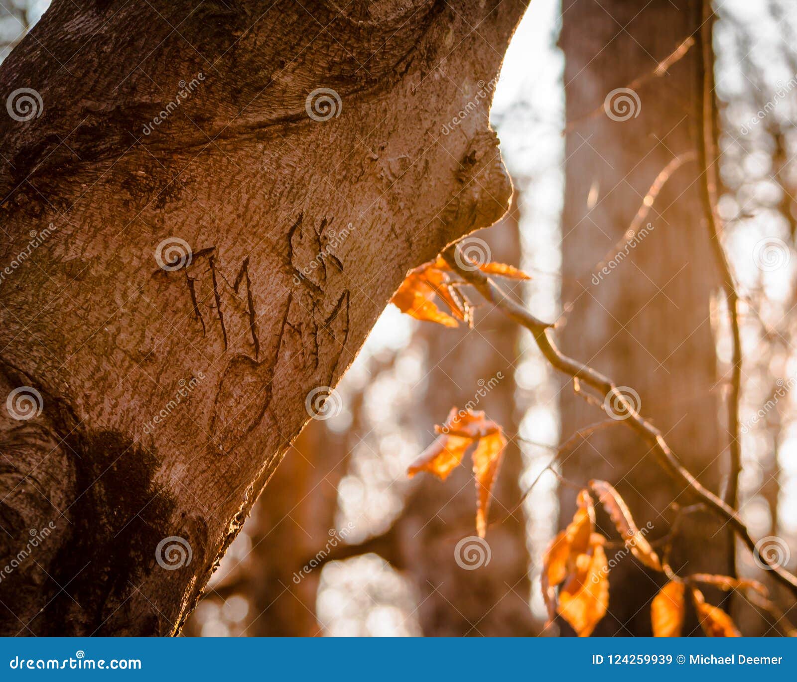 Engraved Tree Stock Image | CartoonDealer.com #1314433