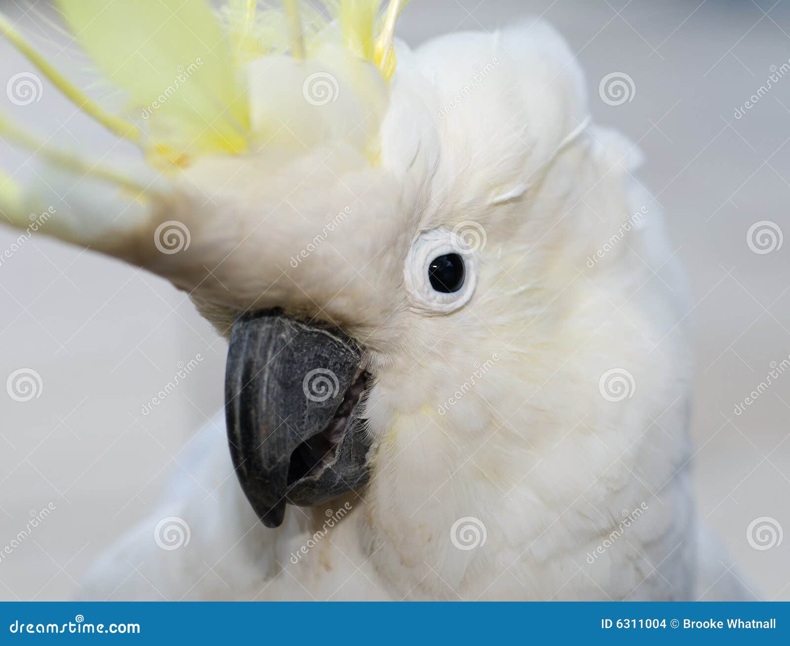 Engreído foto de archivo. Imagen de cara, animal, fauna - 6311004