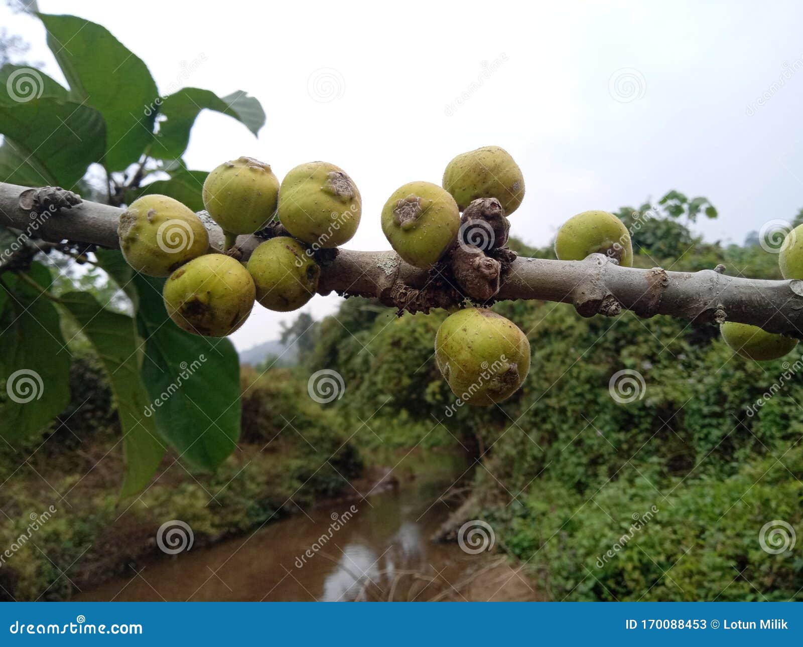 Engthum atha stock image. Image of karbianglong, fruit - 170088453