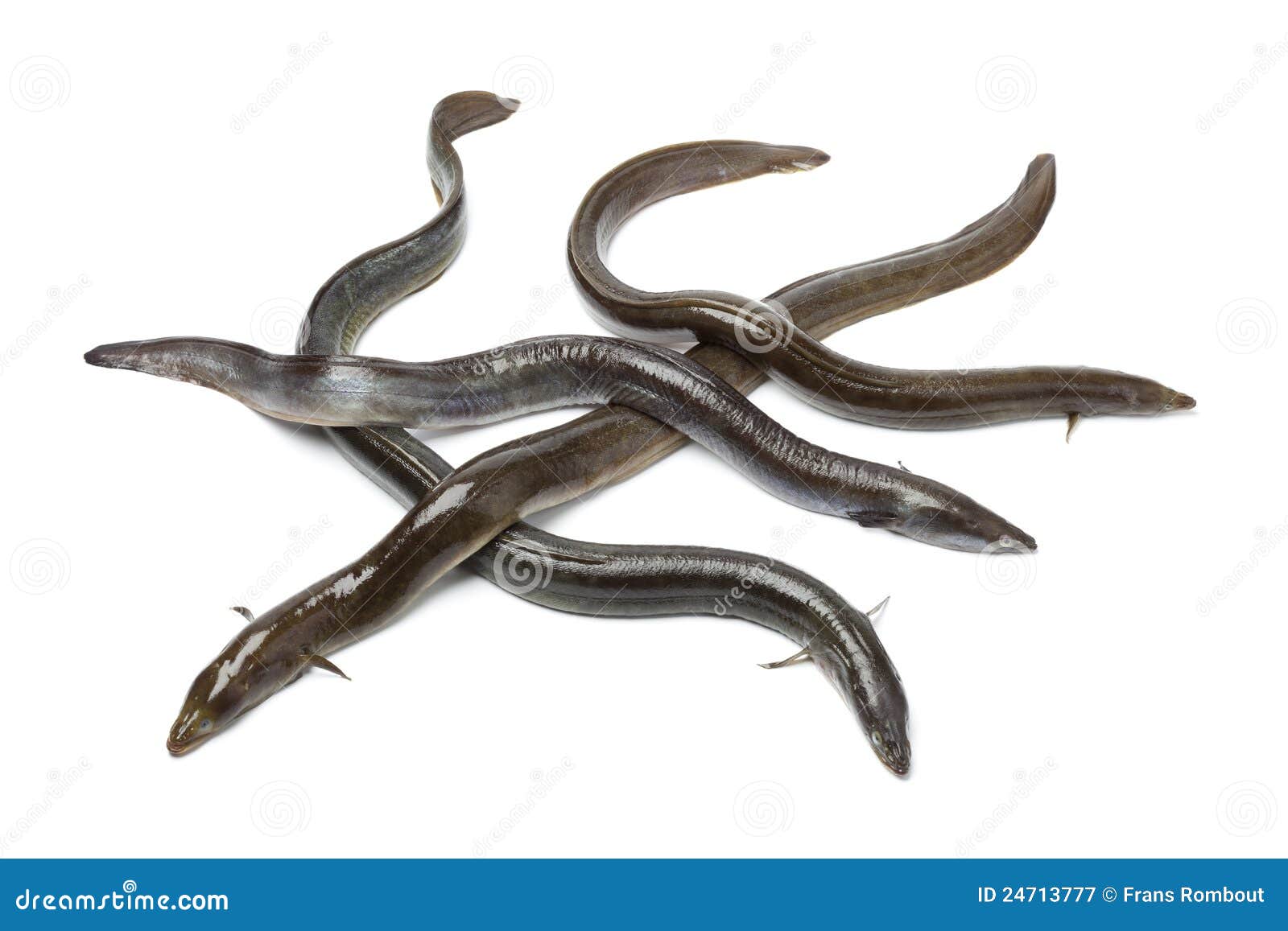 Enguia européia fresca imagem de stock. Imagem de branco - 24713777