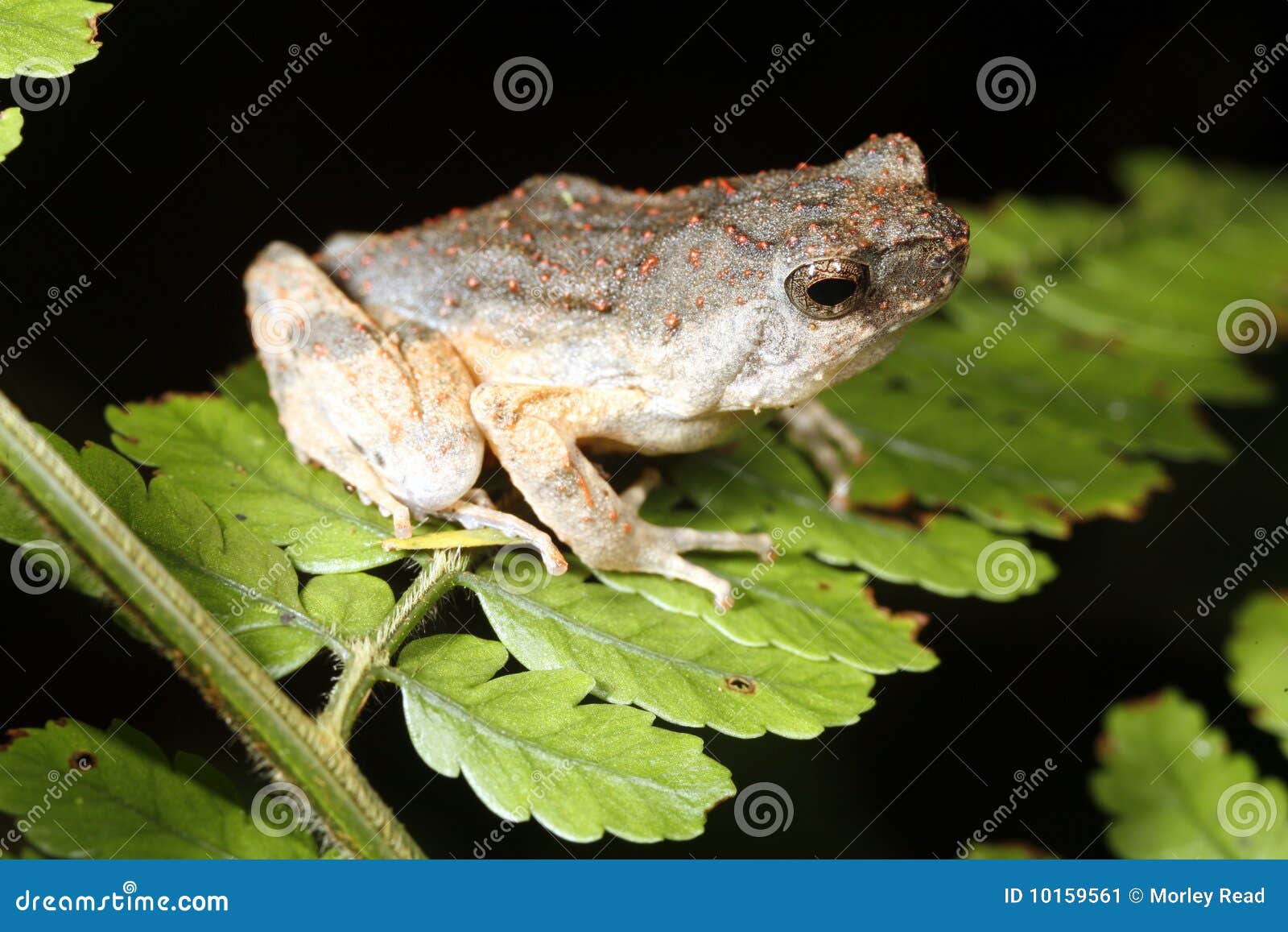 Engystomops petersi stock image. Image of jungle, nature - 10159561