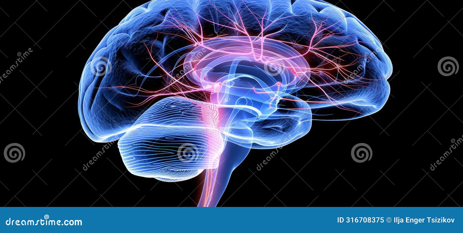 Enhanced Brain X Ray Illustration Revealing Neural Pathways For ... Enhanced Brain X Ray Illustration Revealing Neural Pathways For ...