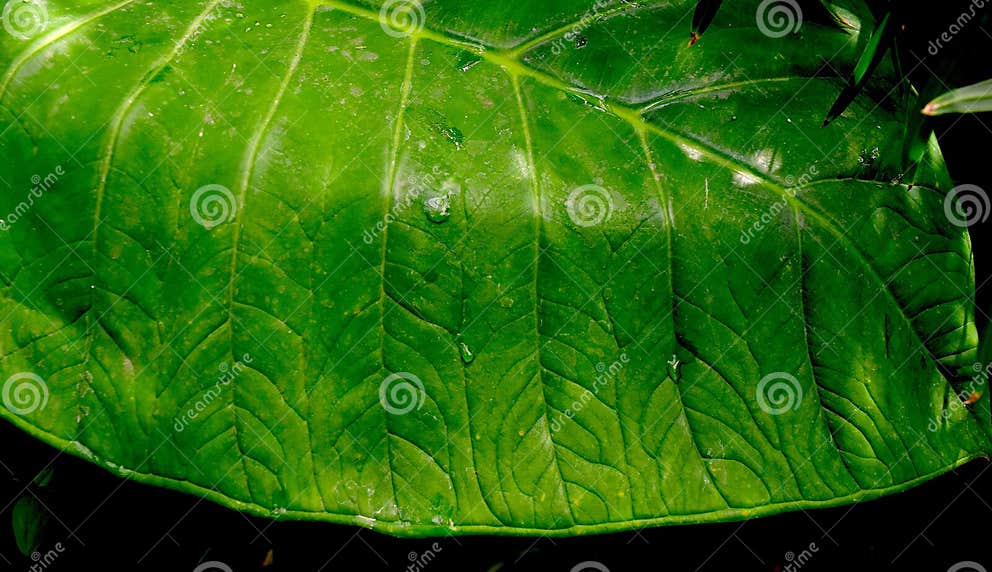 Enhanced green leaf patern stock photo. Image of pattern - 131114986