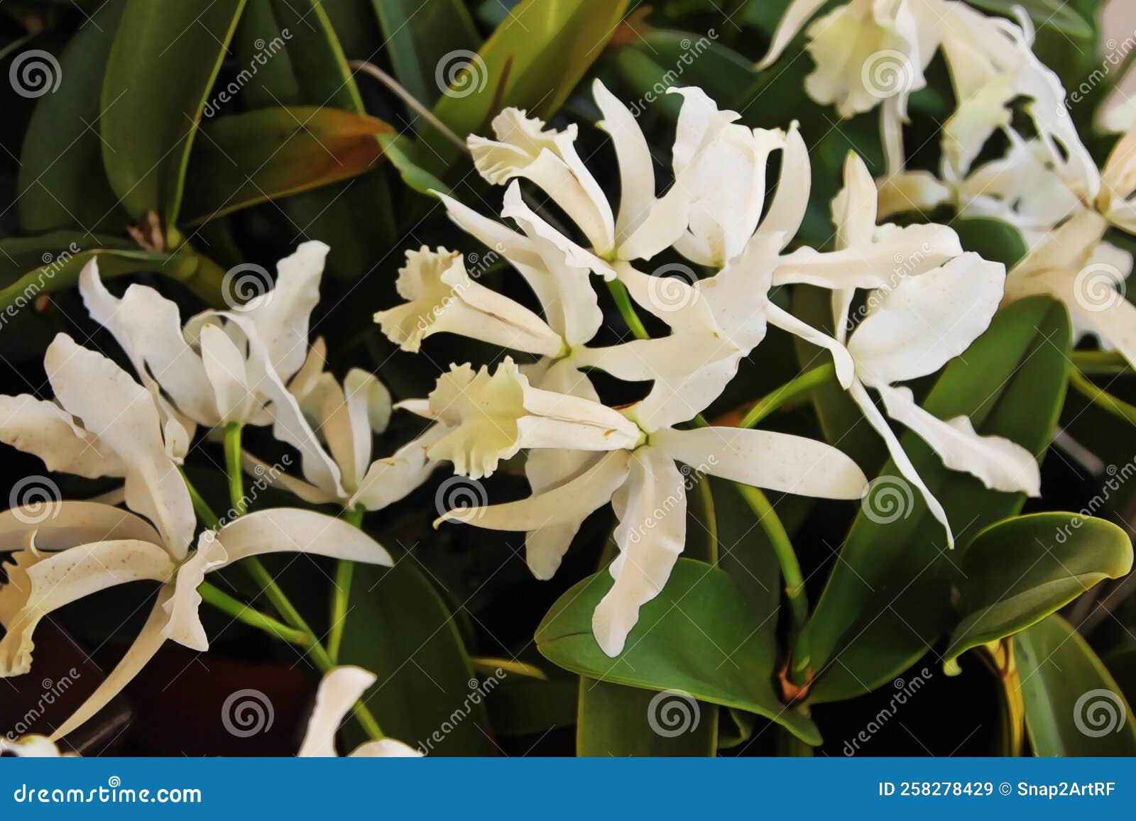 Enhanced Picture of Beautiful Orchid White Cattleya Orchid Stock Image ...