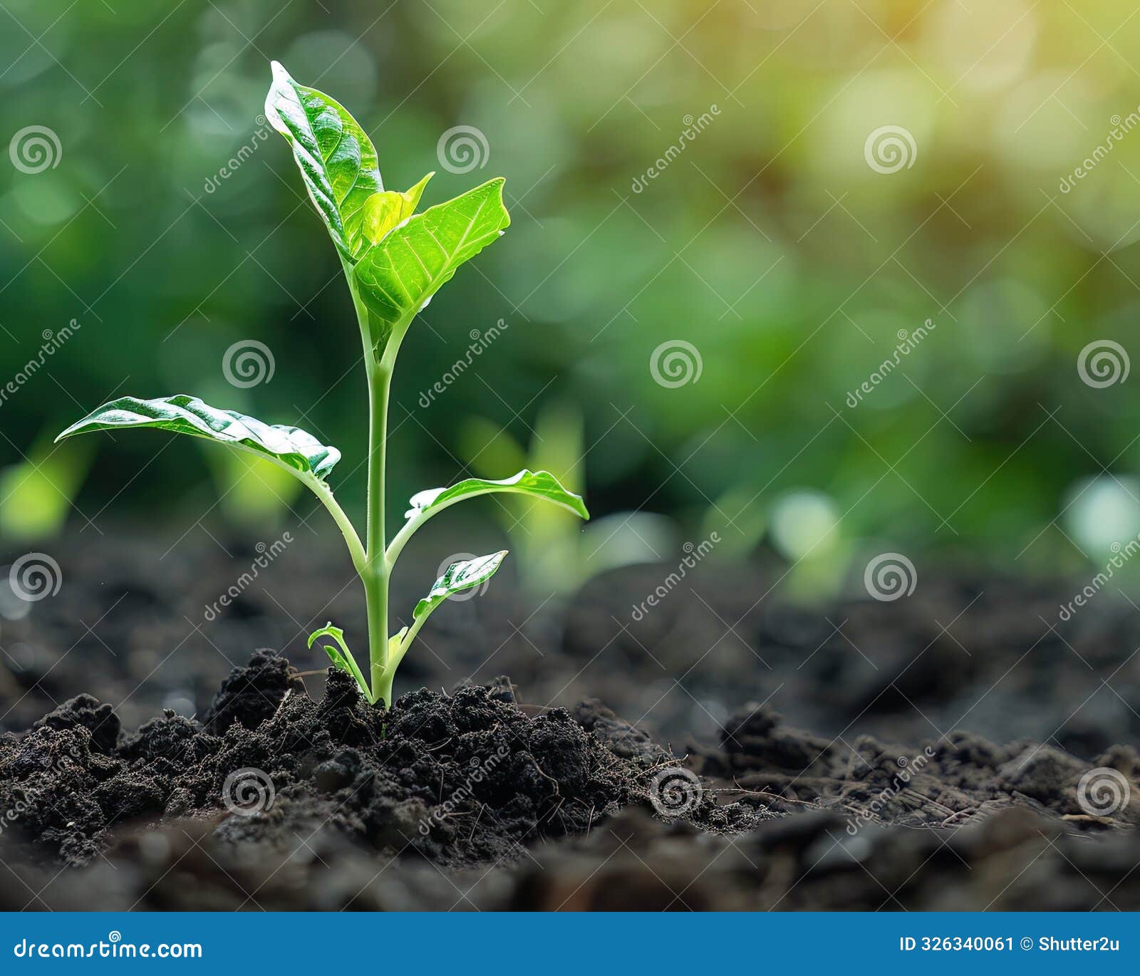 Enhanced Plant Breeding Techniques Using CRISPR Gene Editing Speeding ...