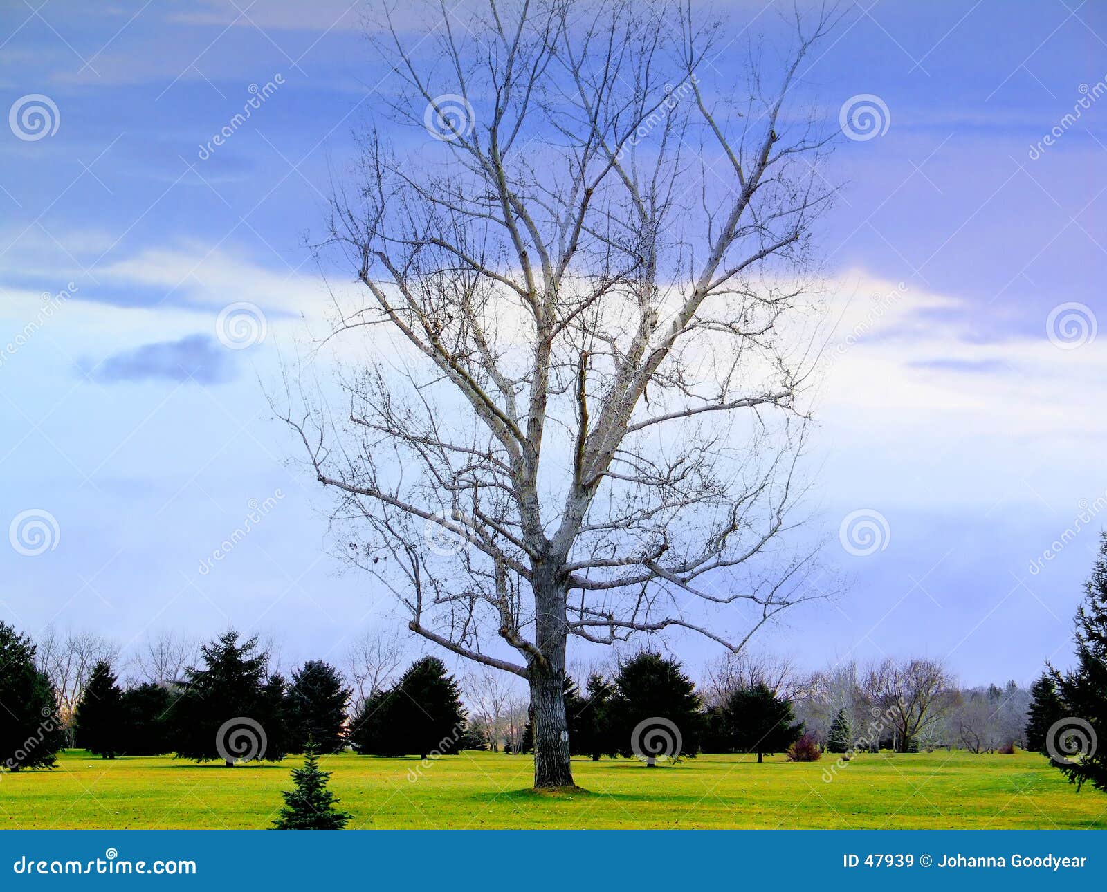 Enige boom stock afbeelding. Image of gebladerte, takken - 47939