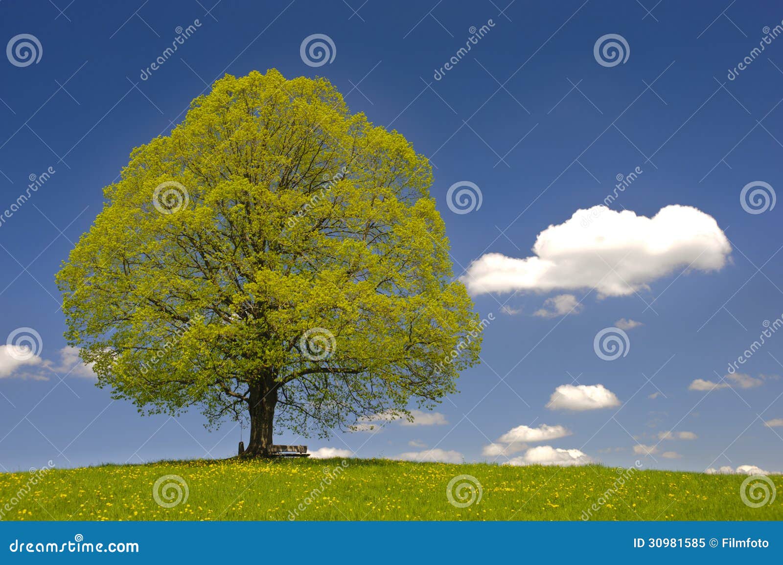 Enige grote lindeboom stock afbeelding. Image of blauw - 30981585