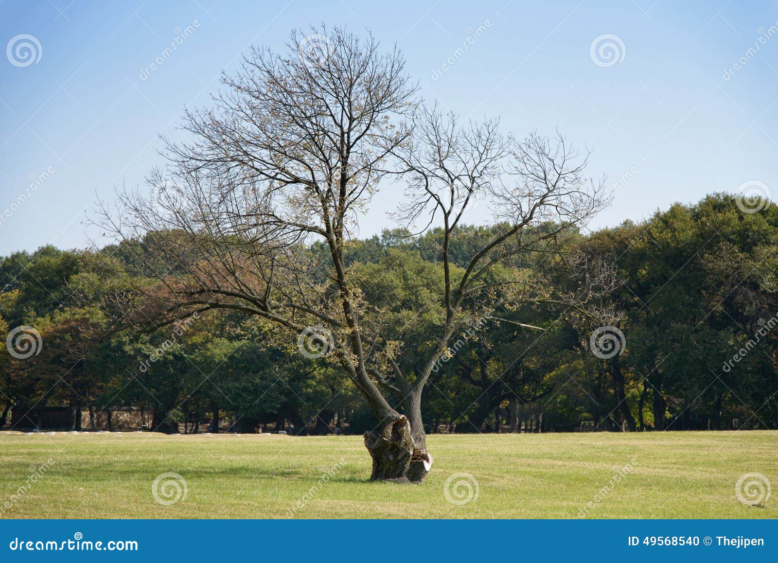 Enige grote oude boom stock foto. Image of openlucht - 49568540