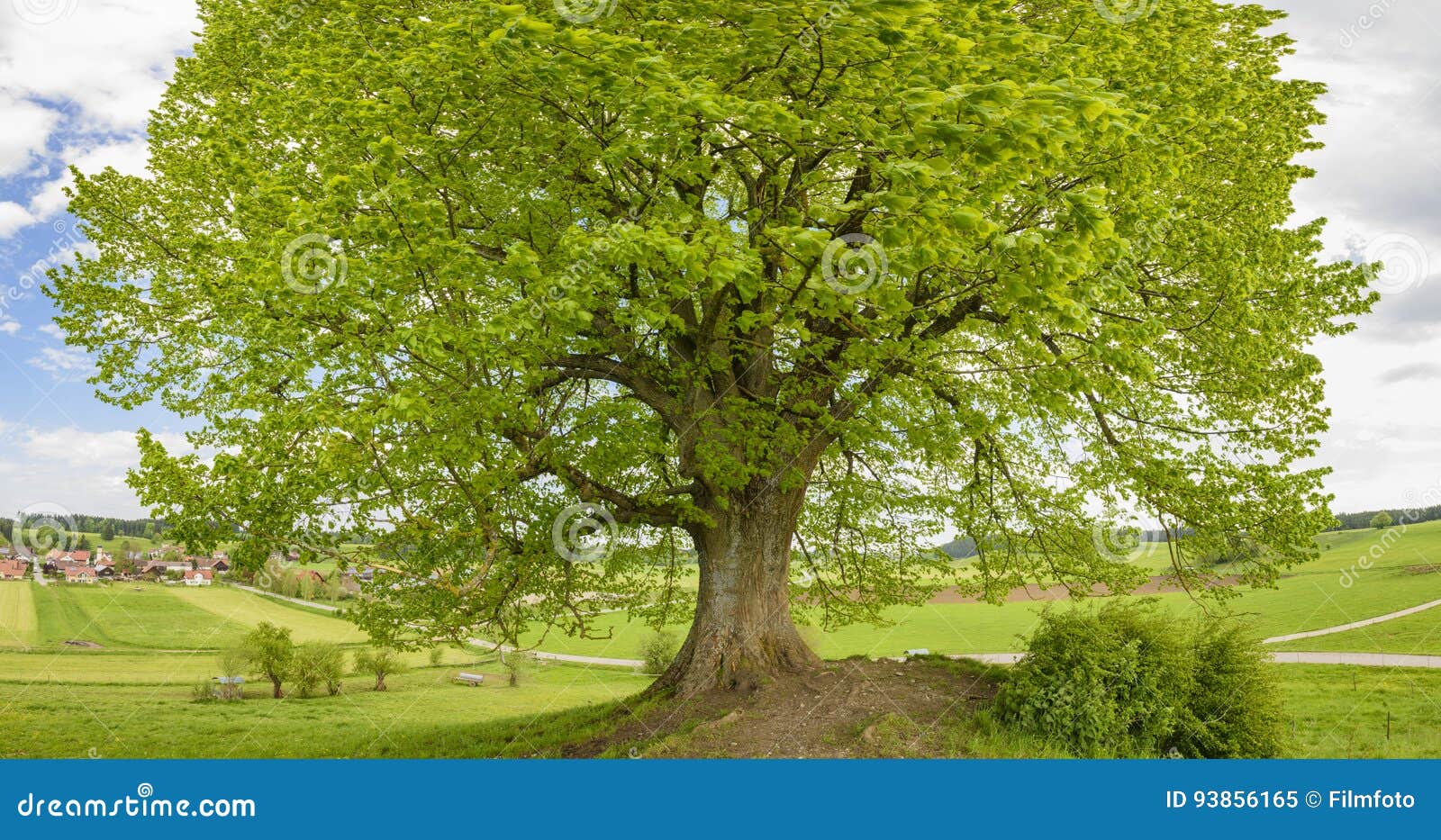 Enige grote oude lindeboom stock afbeelding. Image of mooi - 93856165