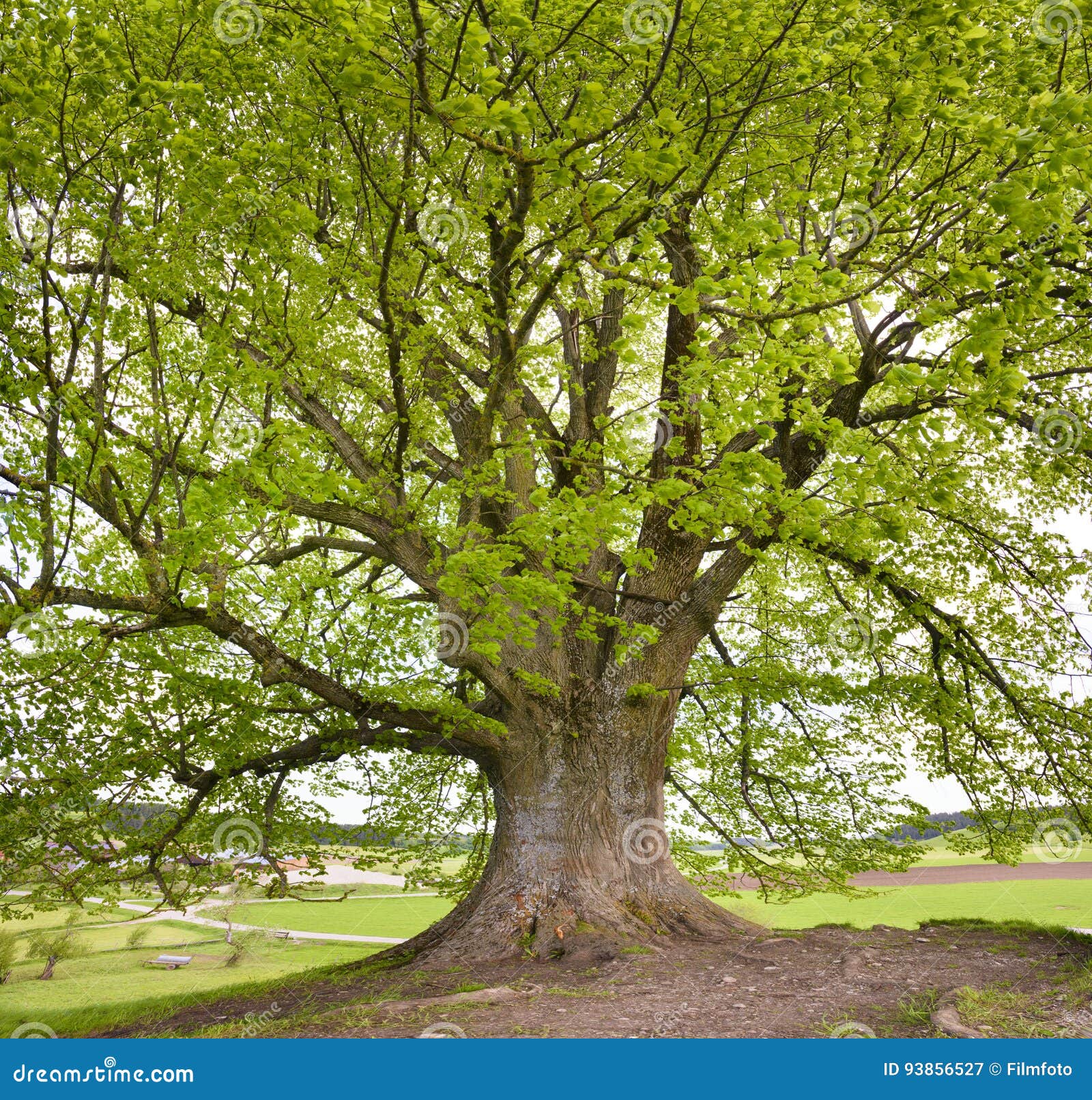 Enige grote oude lindeboom stock afbeelding. Image of enkelvoudig ...