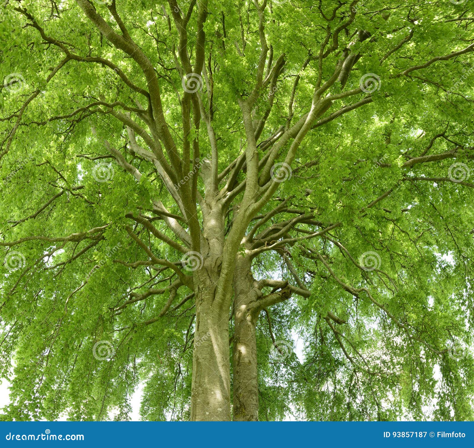 Enige grote oude lindeboom stock afbeelding. Image of perfect - 93857187