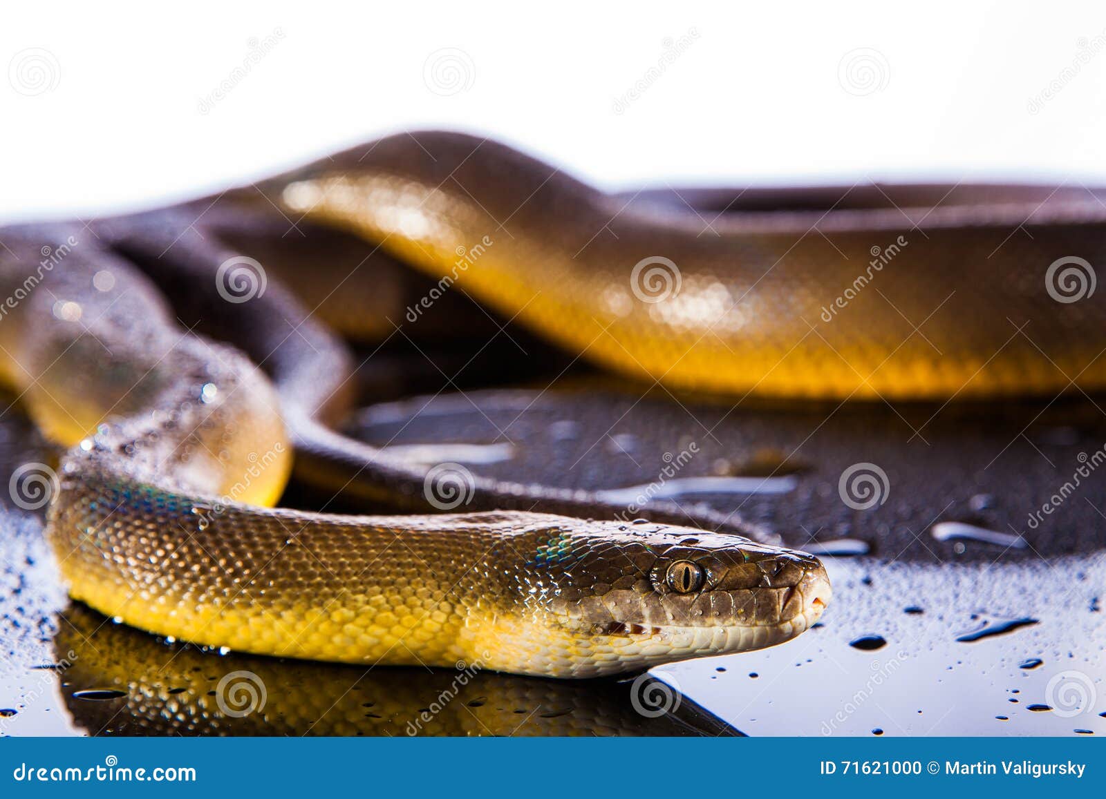 Enige Het Waterpython Van Het Regenboogserpent - Liasis-fuscus - O Stock Foto - Image of python ...