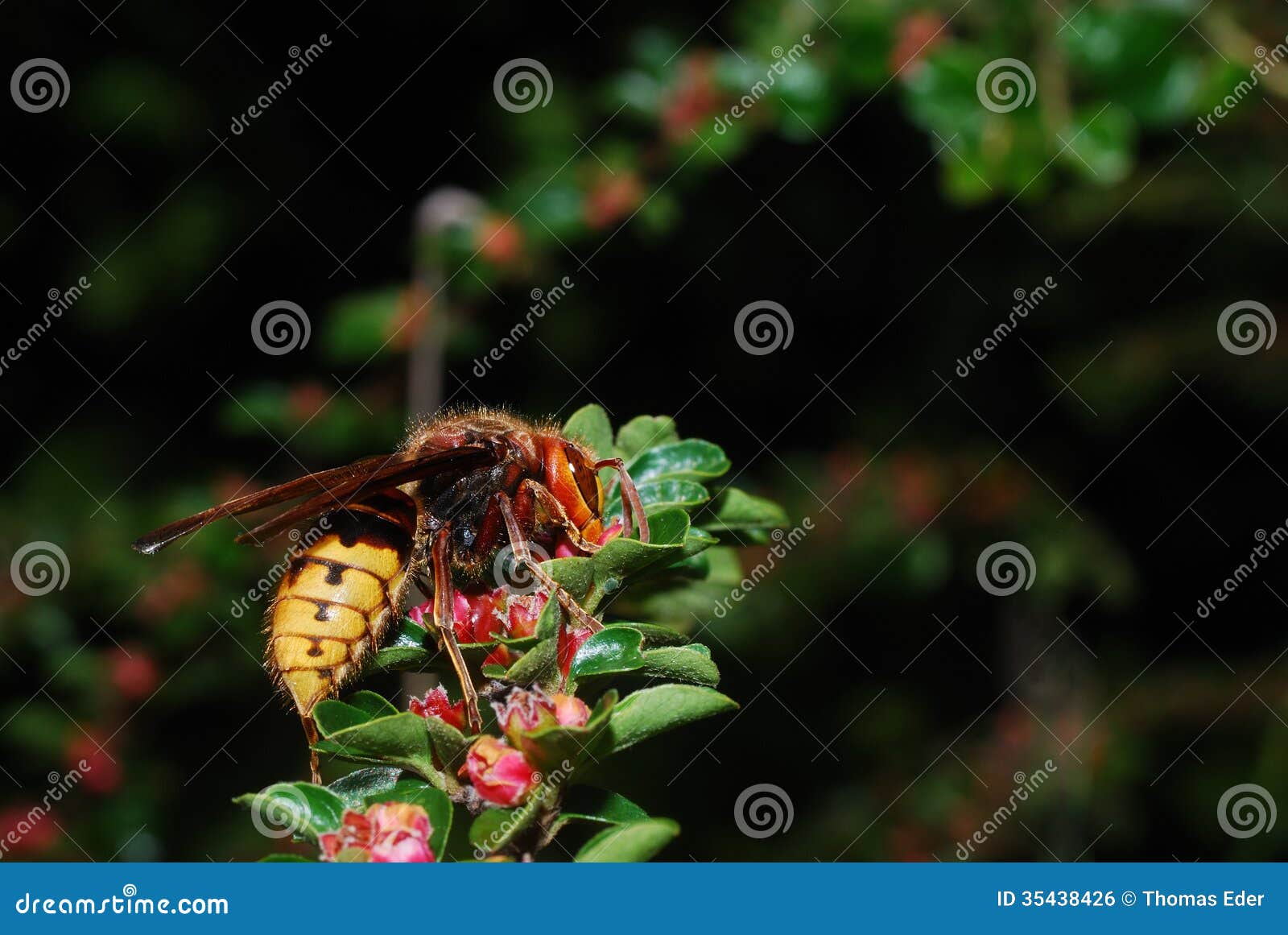Enige horzel stock foto. Image of schoonheid, hommel - 35438426