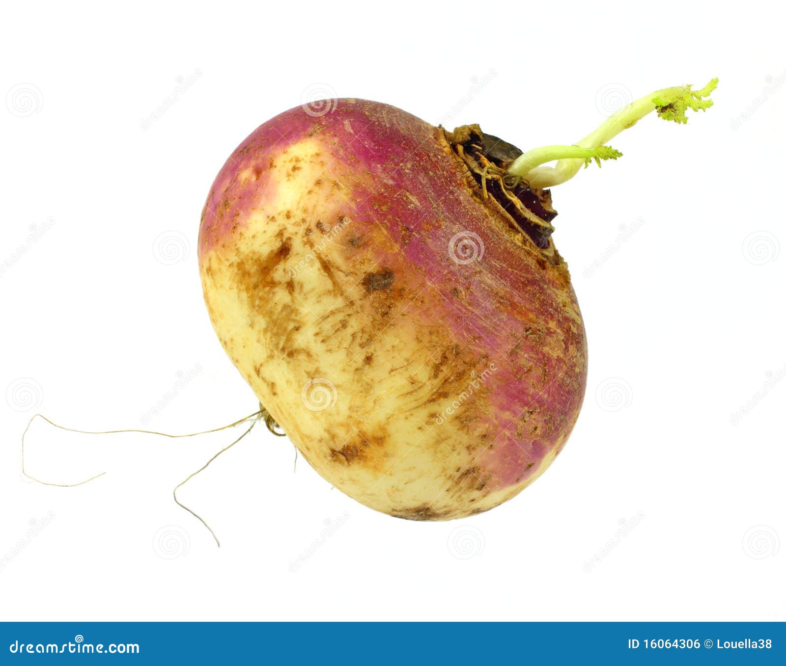 Enige Kleine Raap stock foto. Image of gezond, raap, besnoeiing - 16064306