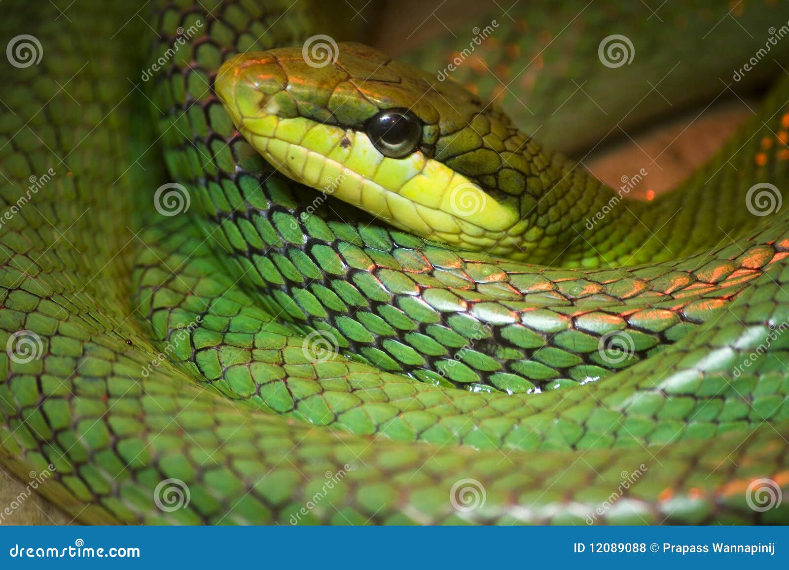 Enige Kleurrijke Groene Slang Stock Foto - Image of vergift, vrees ...