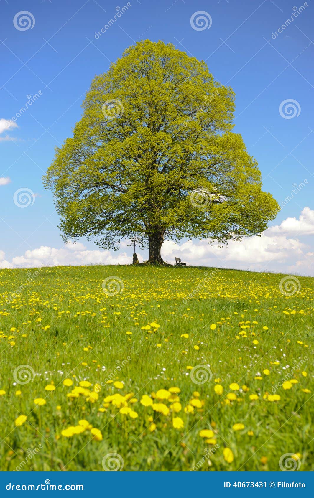 Enige lindeboom stock afbeelding. Image of blauw, hemel - 40673431