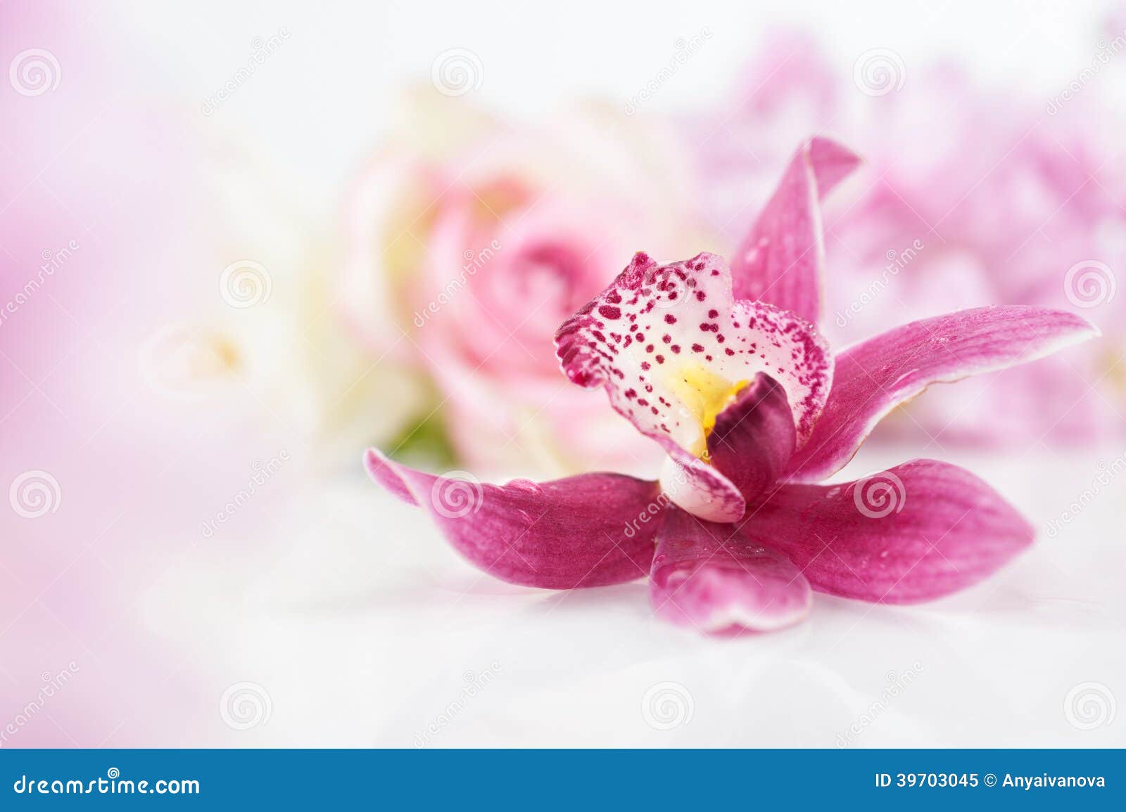 Enige Orchideebloem Op Bloemenachtergrond Stock Afbeelding - Image of ...