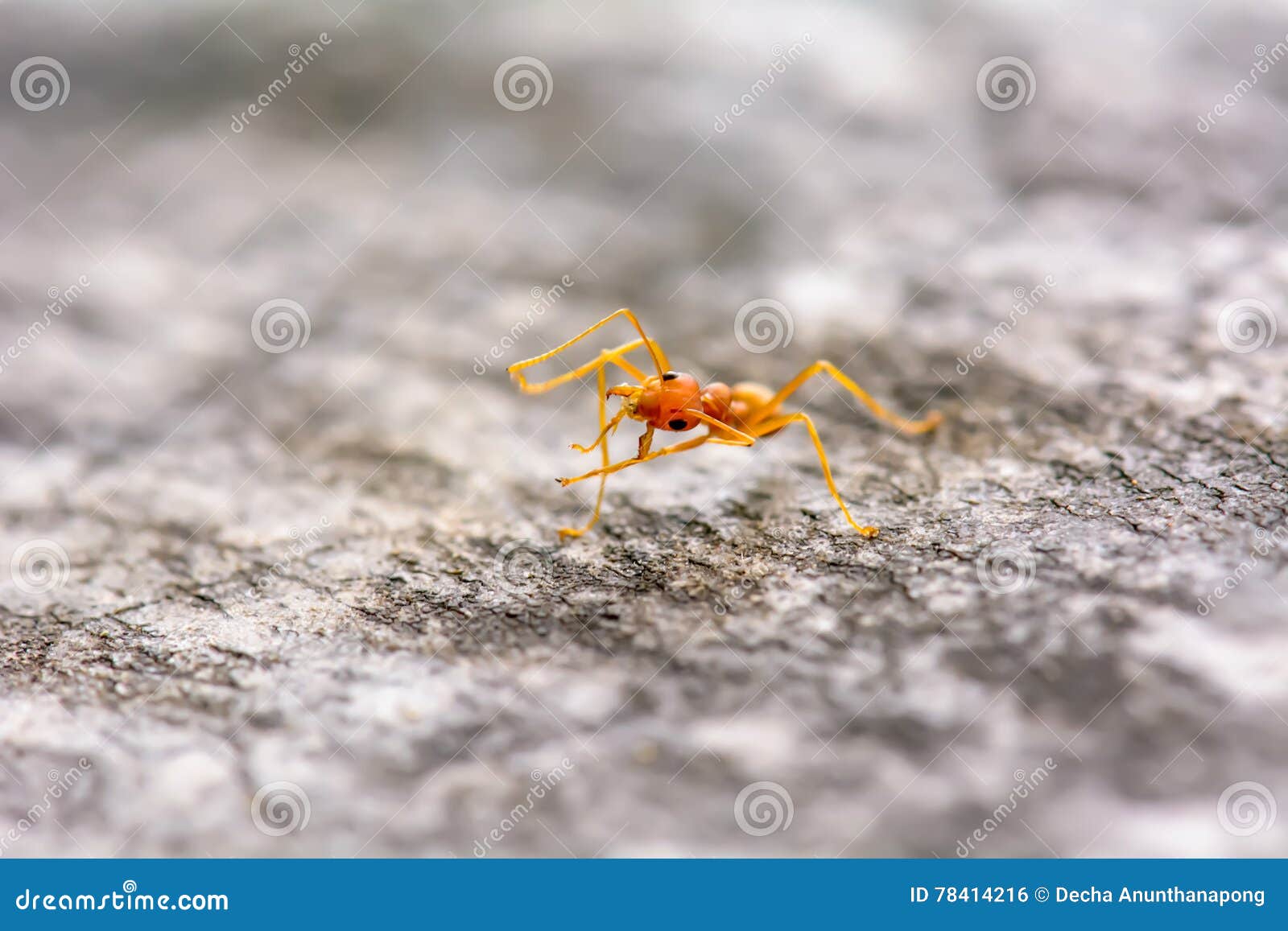 Enige Rode Mier stock foto. Image of rood, macro, dier - 78414216
