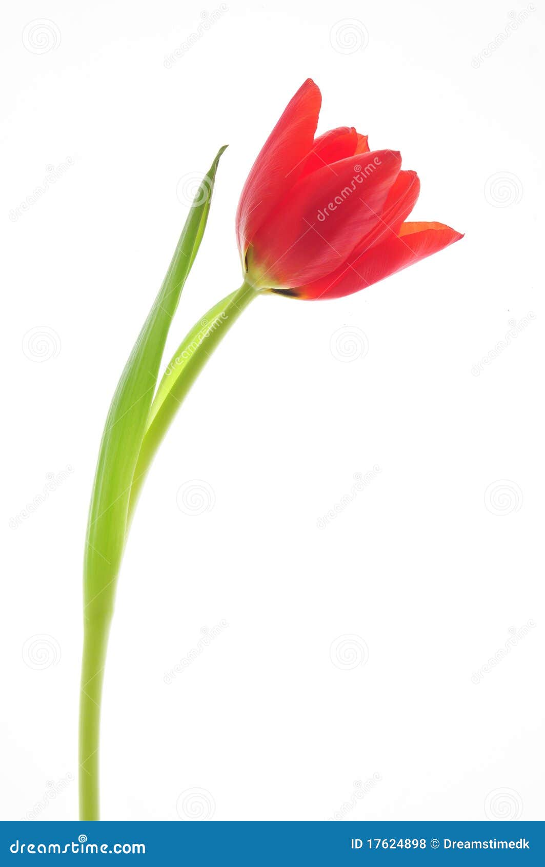 Enige rode tulp stock foto. Image of seizoen, tulp, bloem - 17624898