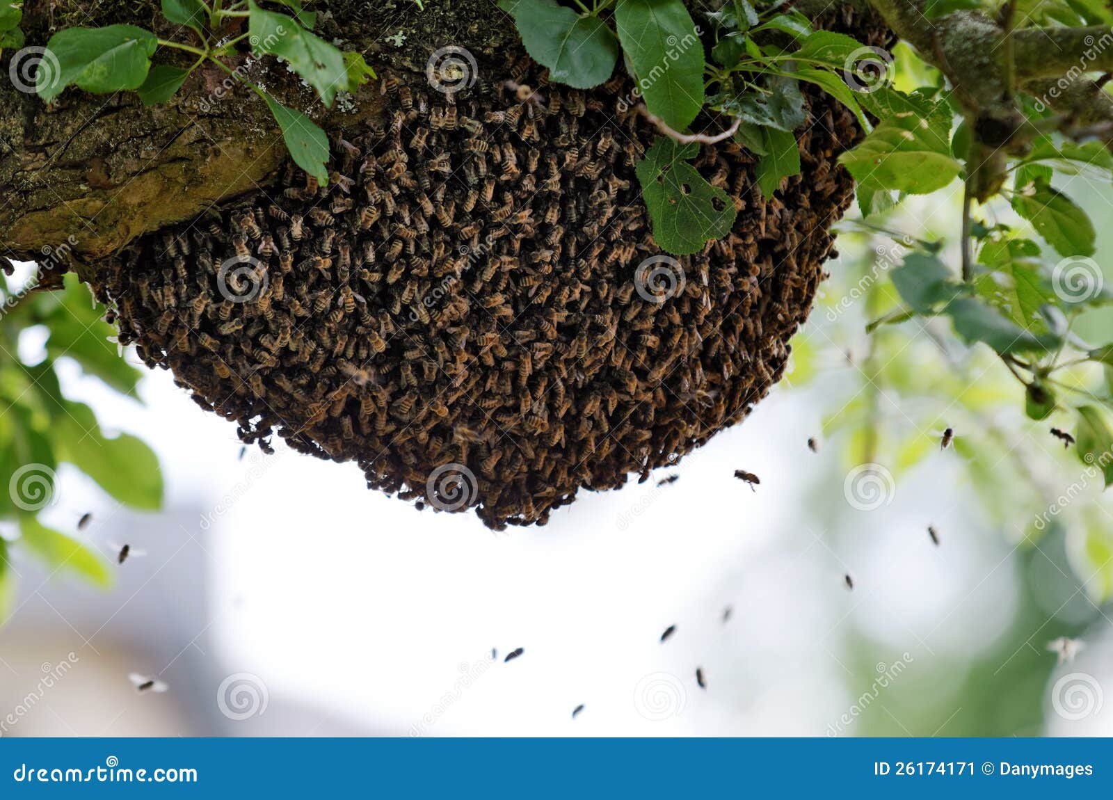 Enjambre imagen de archivo. Imagen de abeja, conjunto - 26174171