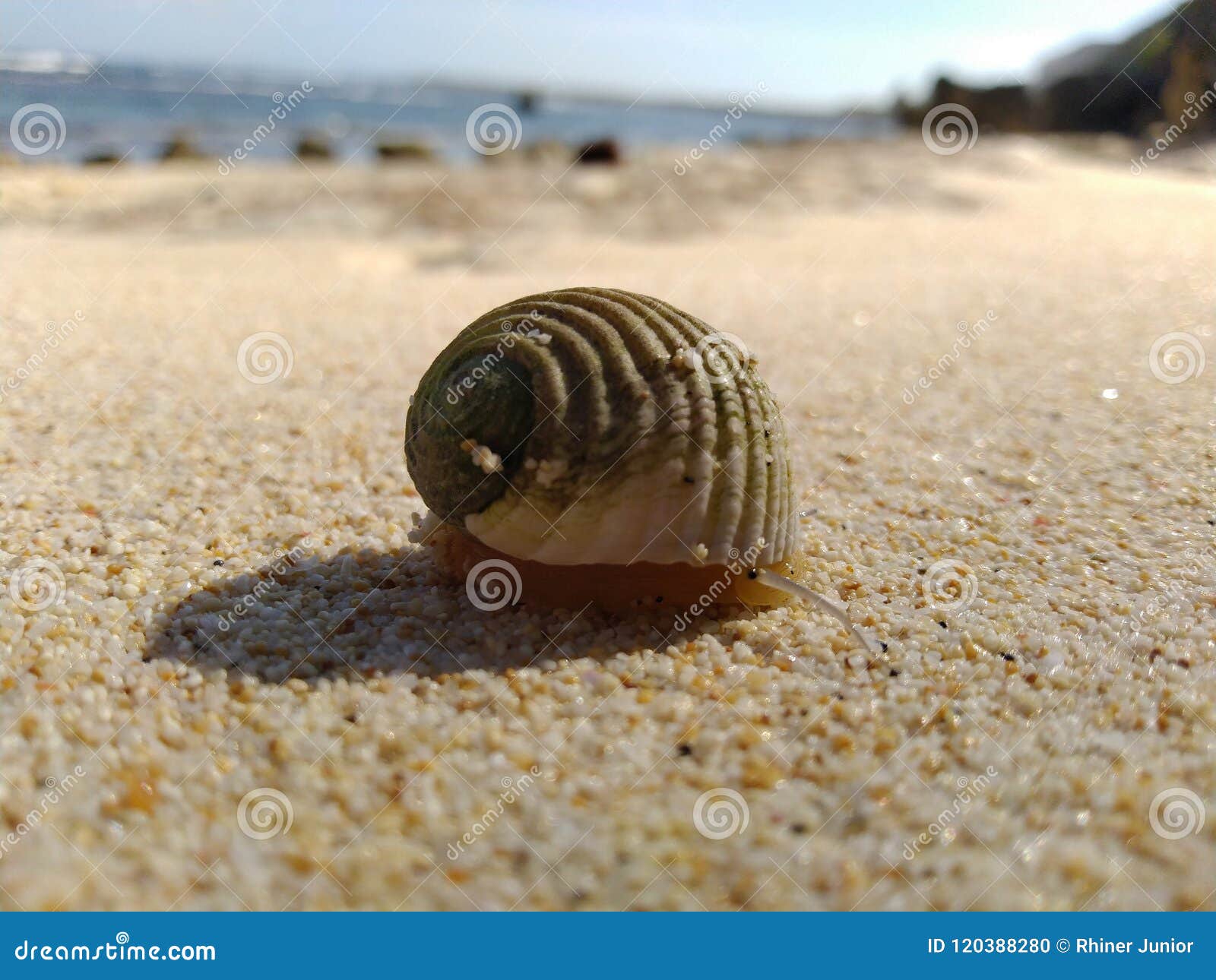 Enjoy the beach stock photo. Image of seasnail, snail - 120388280