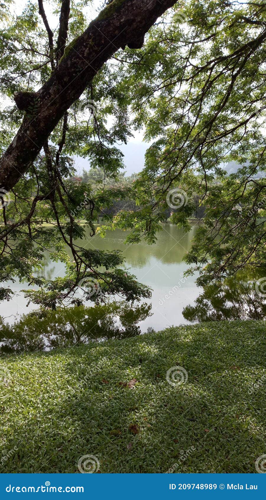 Enjoy the Beautiful Lake View from the Tree Stock Image - Image of tree ...