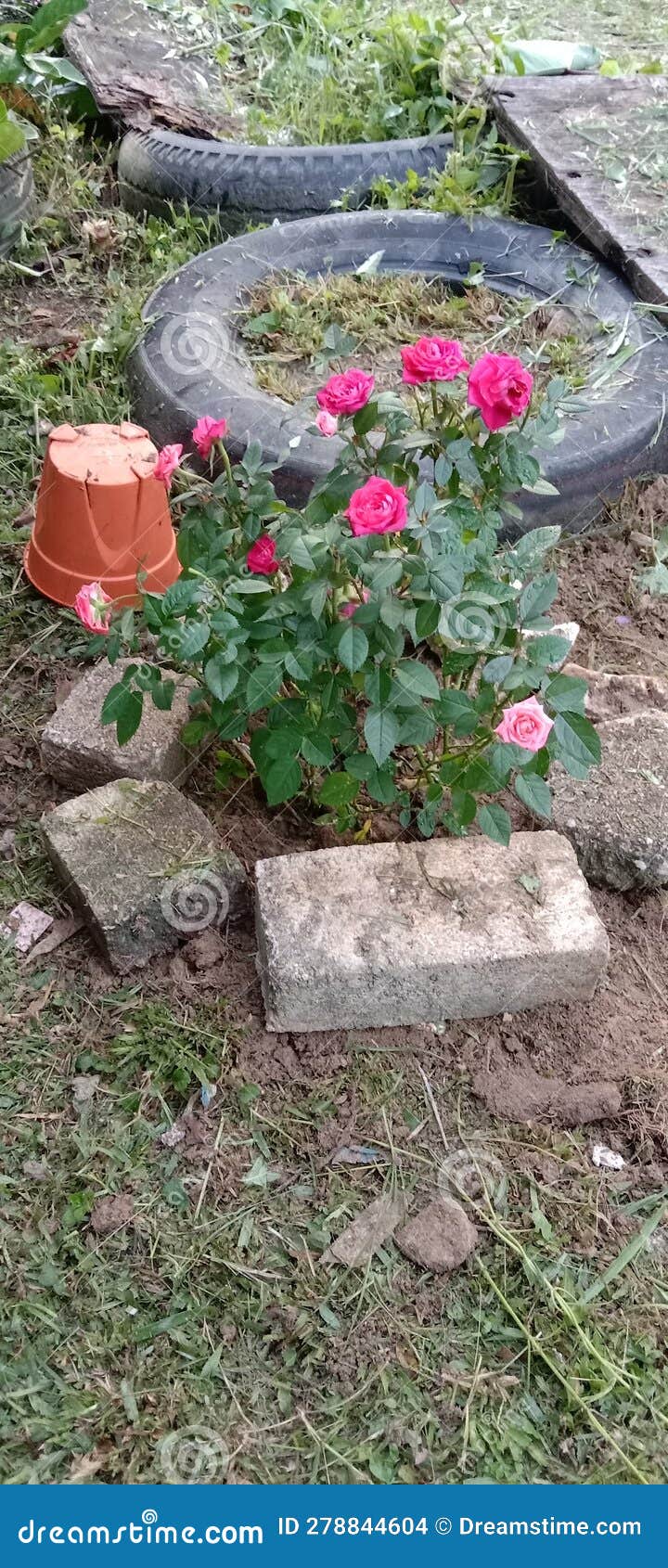 Enjoy this Beautiful Roses Flowers for Eye Therapy Stock Photo - Image ...