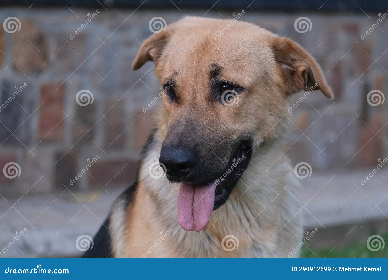 Enjoy Dog, Sweet Dog, Cute Dog Stock Image - Image of terrier, mammal ...