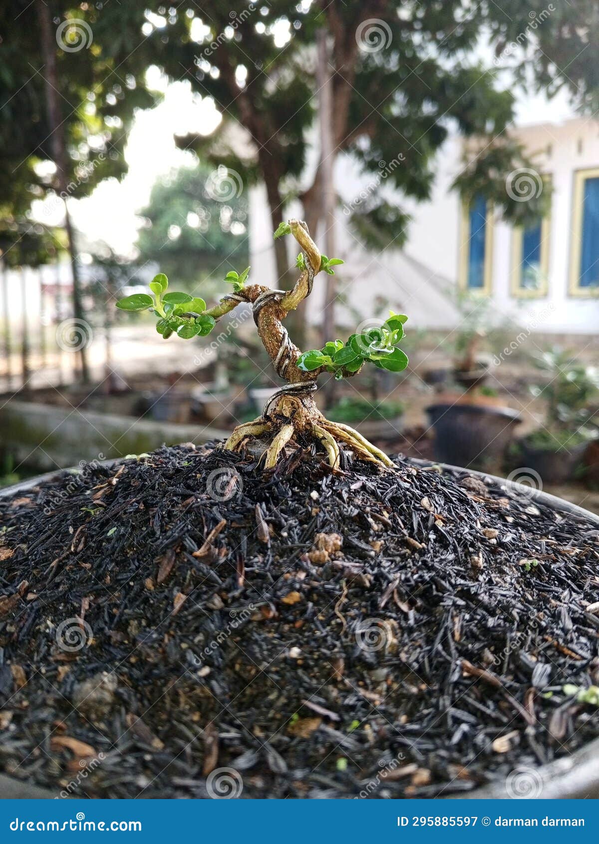 The Growth of Sapling Bonsai in the Morning Stock Image - Image of ...