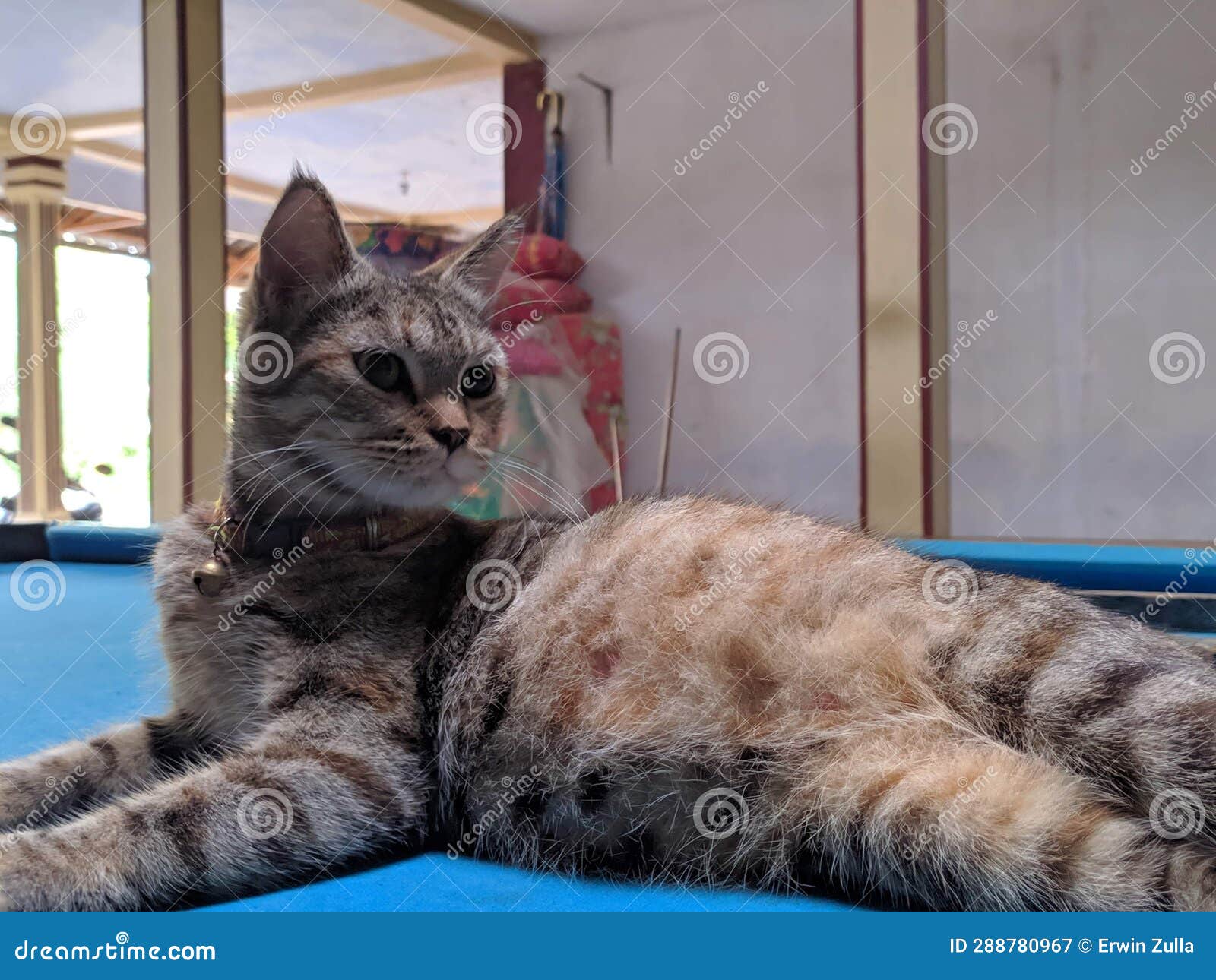 Cute relaxing cat stock image. Image of animal, nose - 288780967