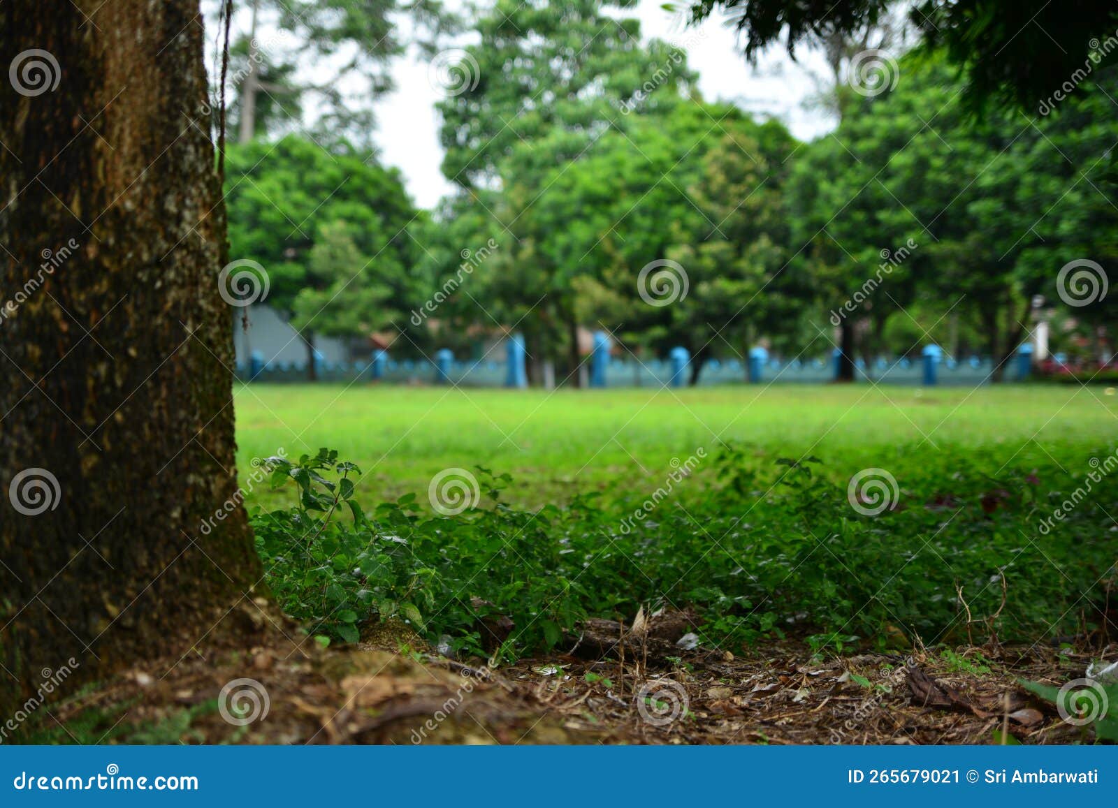 Grass Field in a Rural Area Stock Image - Image of village, leaf: 265679021