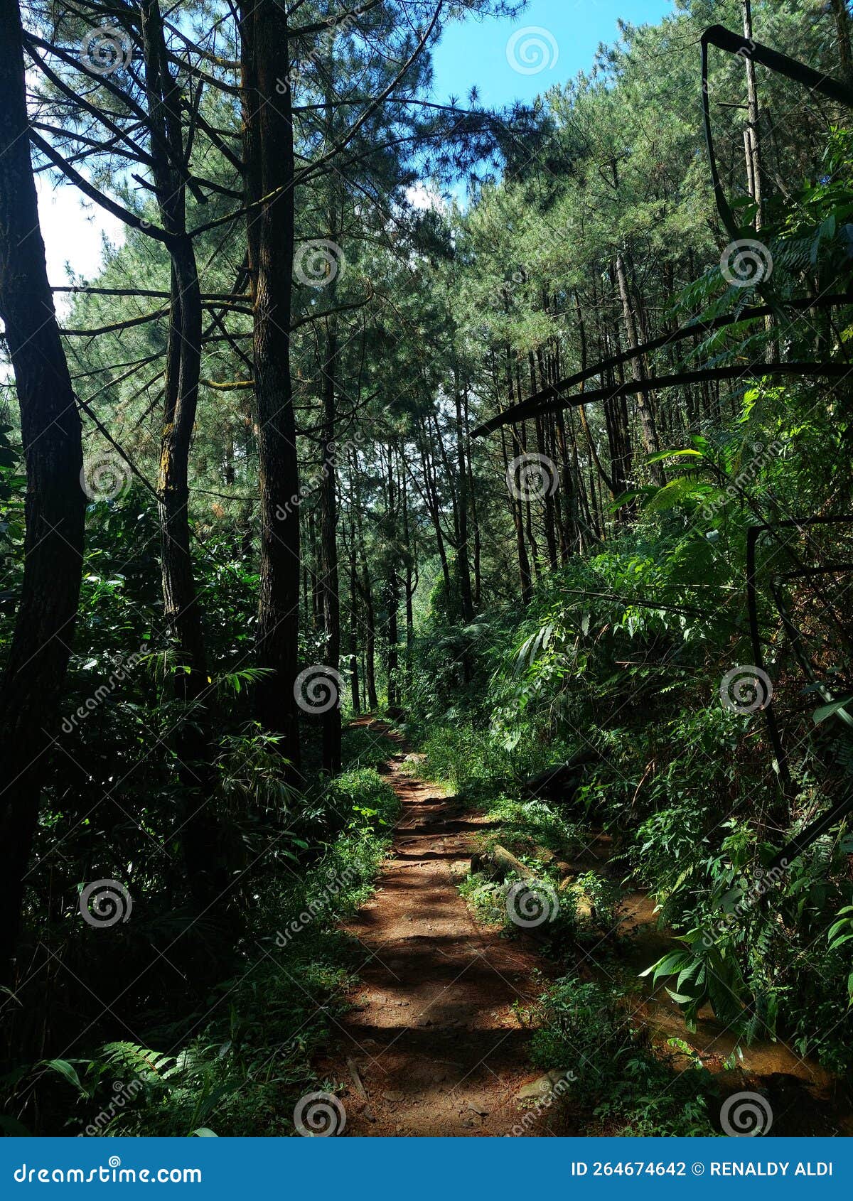 Enjoy the Silence of the Pine Forest Stock Photo - Image of forest ...