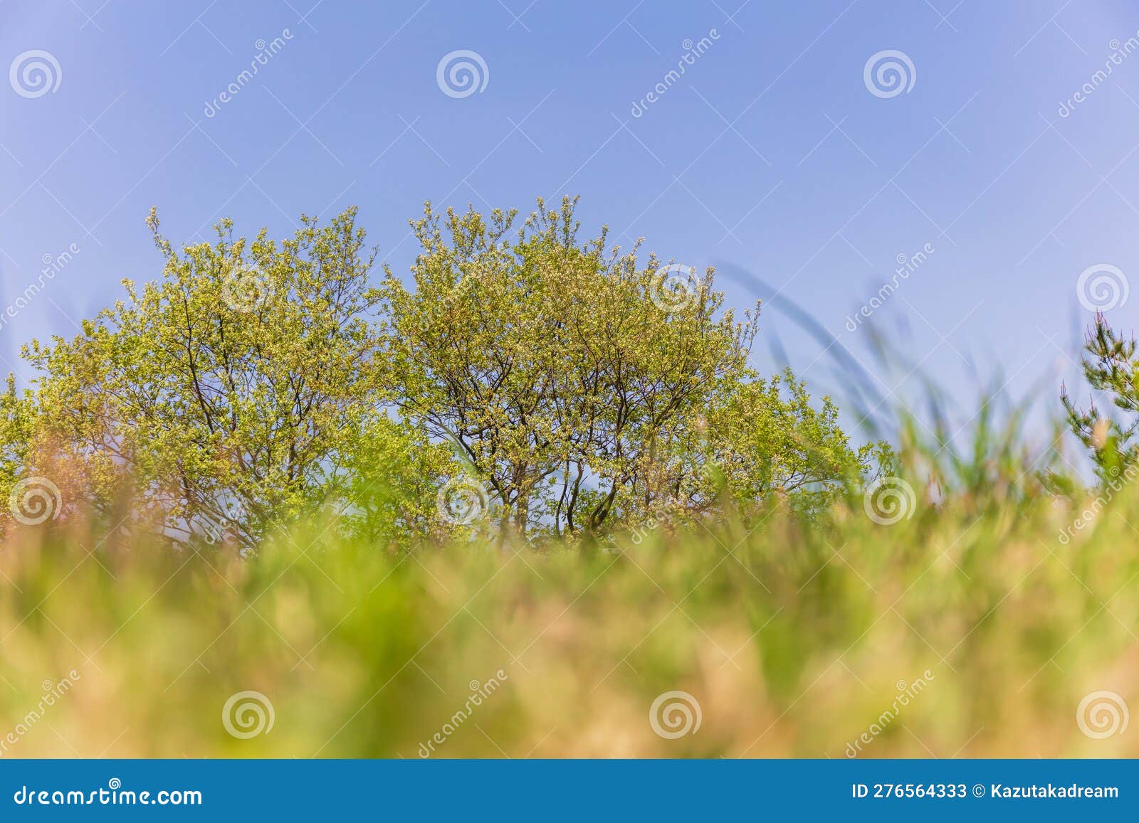 Enjoy spring stock image. Image of grassland, plant - 276564333