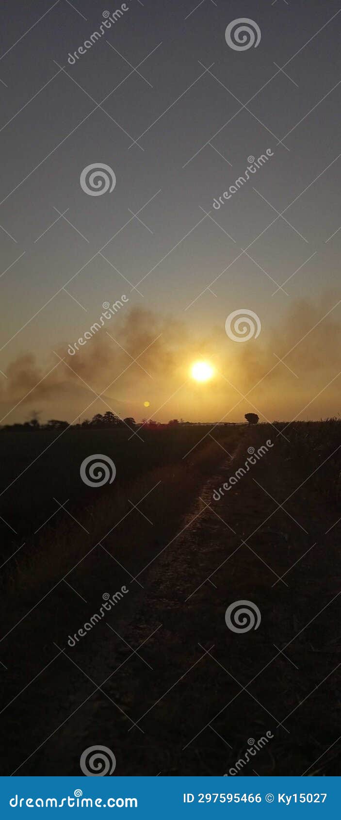 Enjoy the sunset stock photo. Image of plantation, sunrise - 297595466